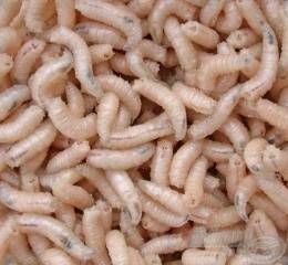 Fly Fishing - Maggot Fly (blowfly Larvae) Step by Step : 4 Steps (with ...