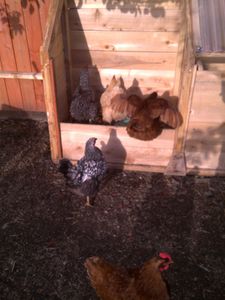 Chicken-Powered Three-Stage Compost Bin : 6 Steps (with Pictures ...