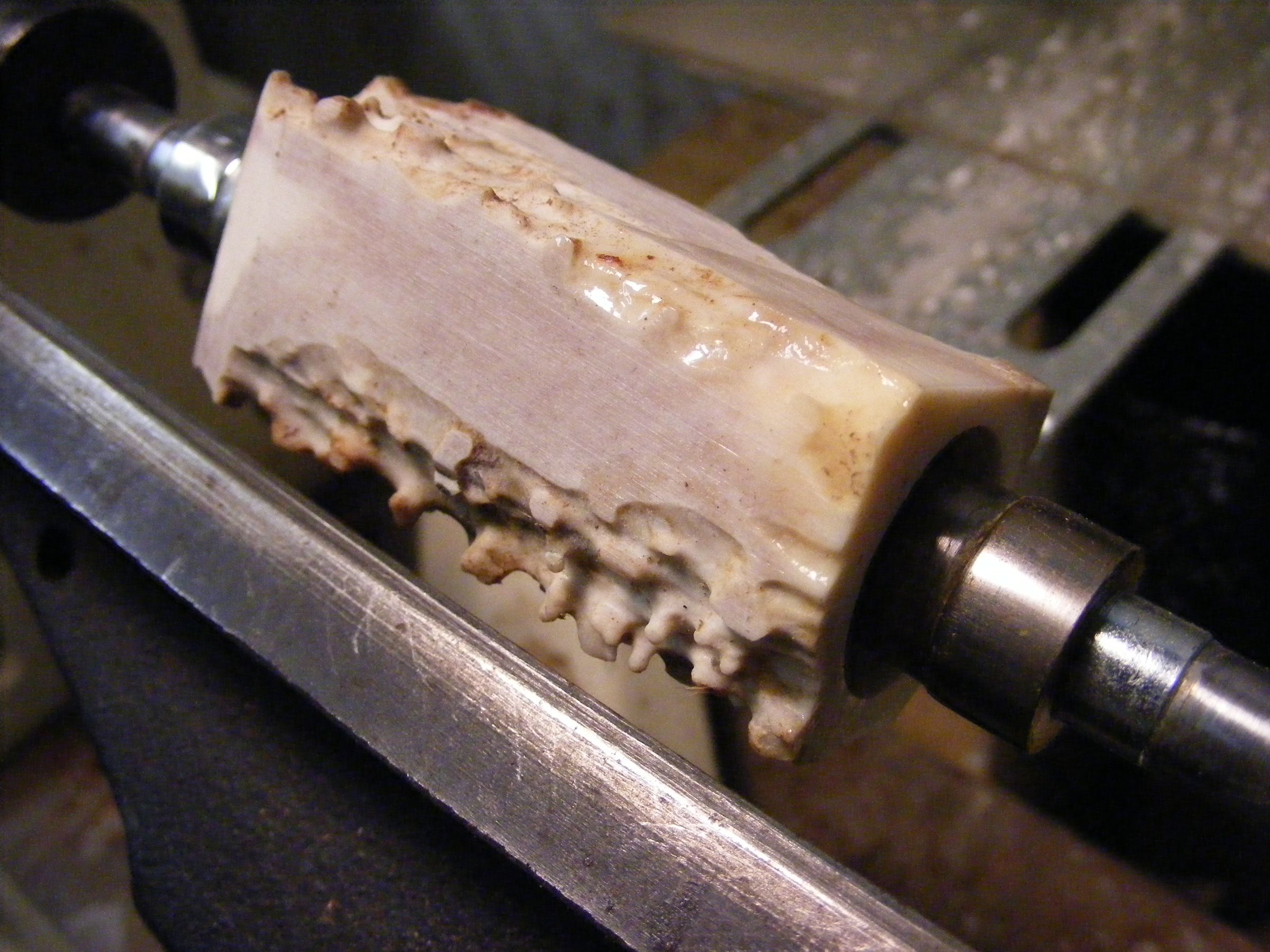 Crafting With Deer Antler : 11 Steps (with Pictures) - Instructables