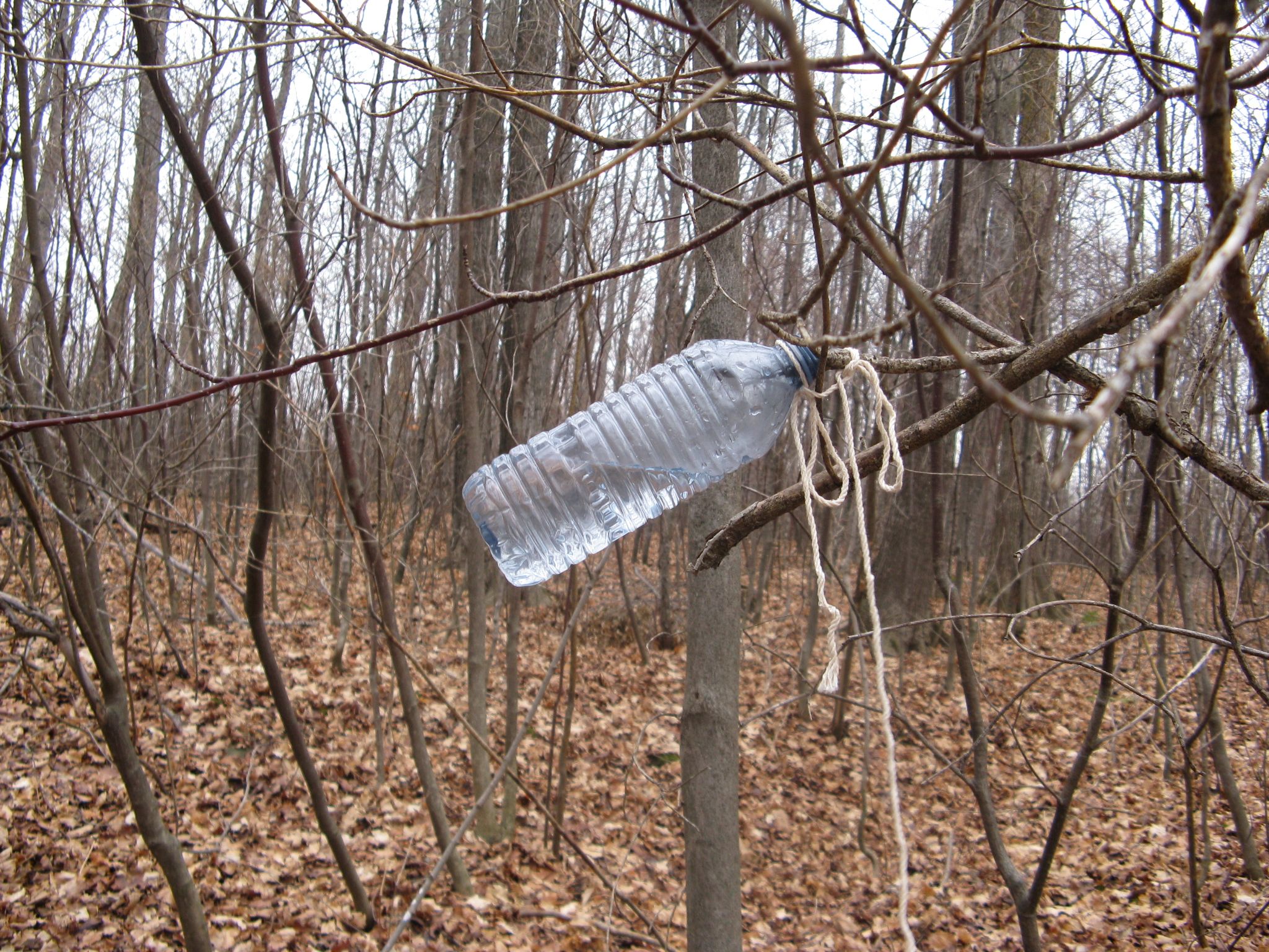 Three Essential Groups of Wild Edible Plants : 19 Steps (with Pictures ...