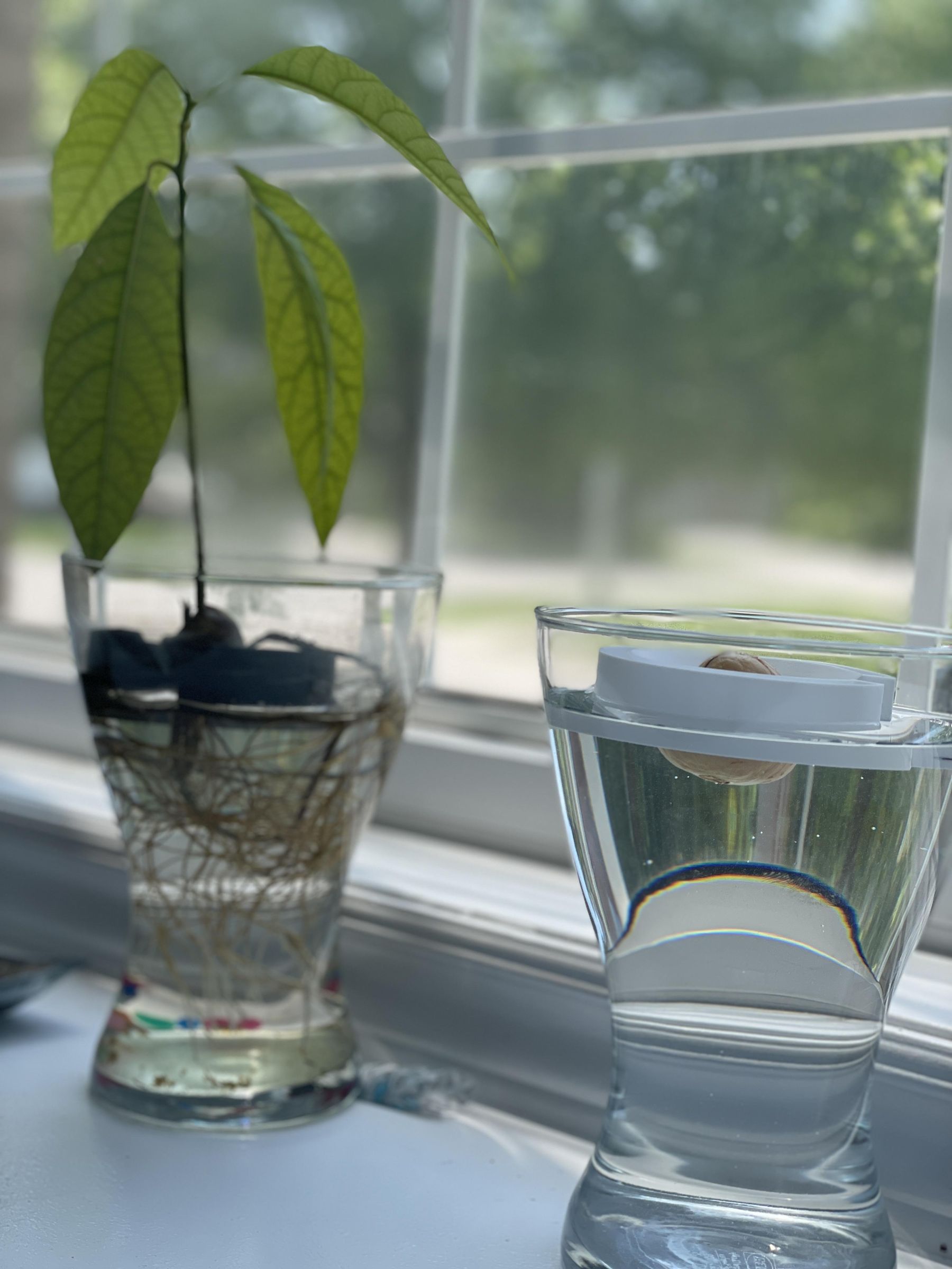 3D Printable Avocado Float to Grow Avocado Trees : 5 Steps (with ...