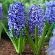 Origami Hyacinth : 9 Steps (with Pictures) - Instructables