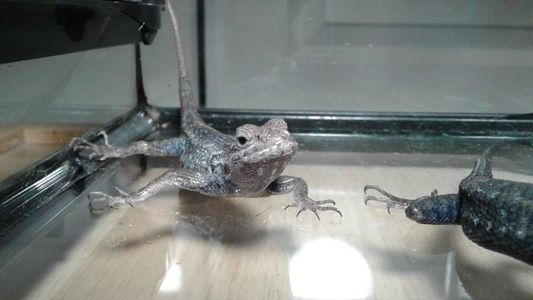How to Care for a Blue Belly Lizard : 15 Steps - Instructables