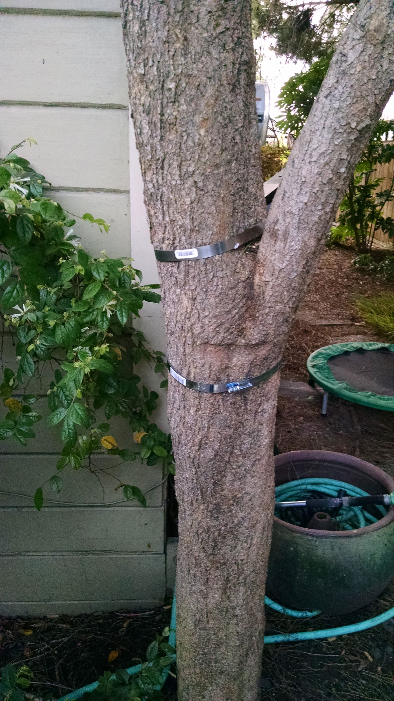 How to Turn a Real Live Tree Into a Cat Tree W/Hose Clamps and Ikea ...