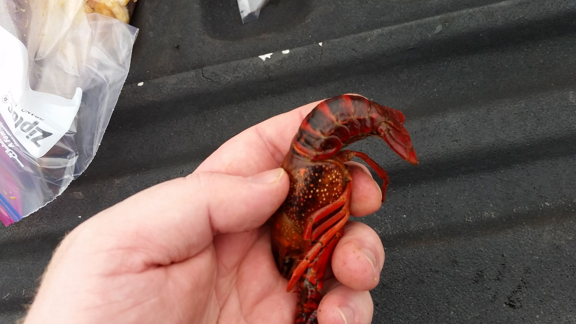 How to Peel Crawfish : 3 Steps (with Pictures) - Instructables