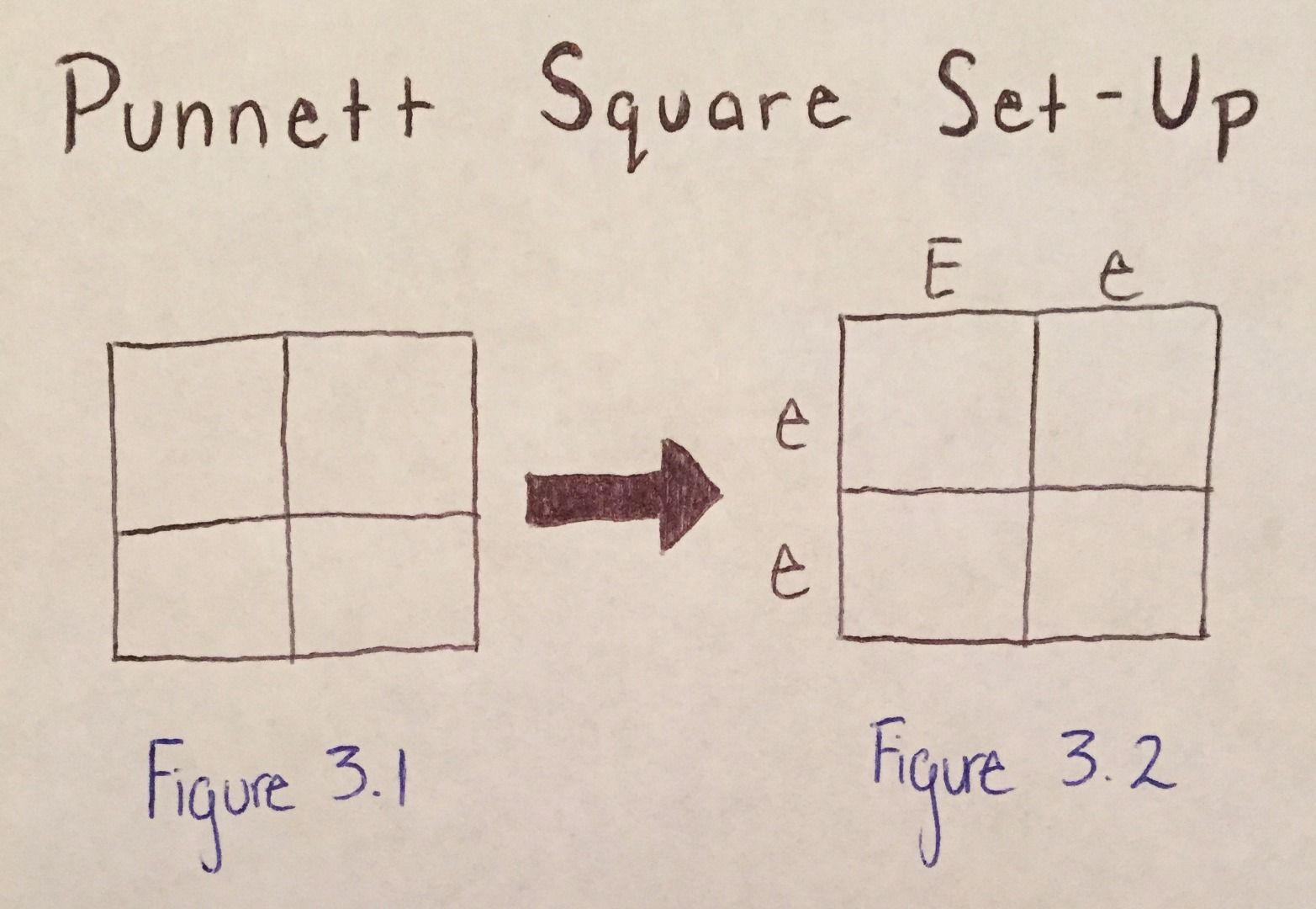 Using Punnett Squares to Calculate Phenotypic Probabilities : 6 Steps ...