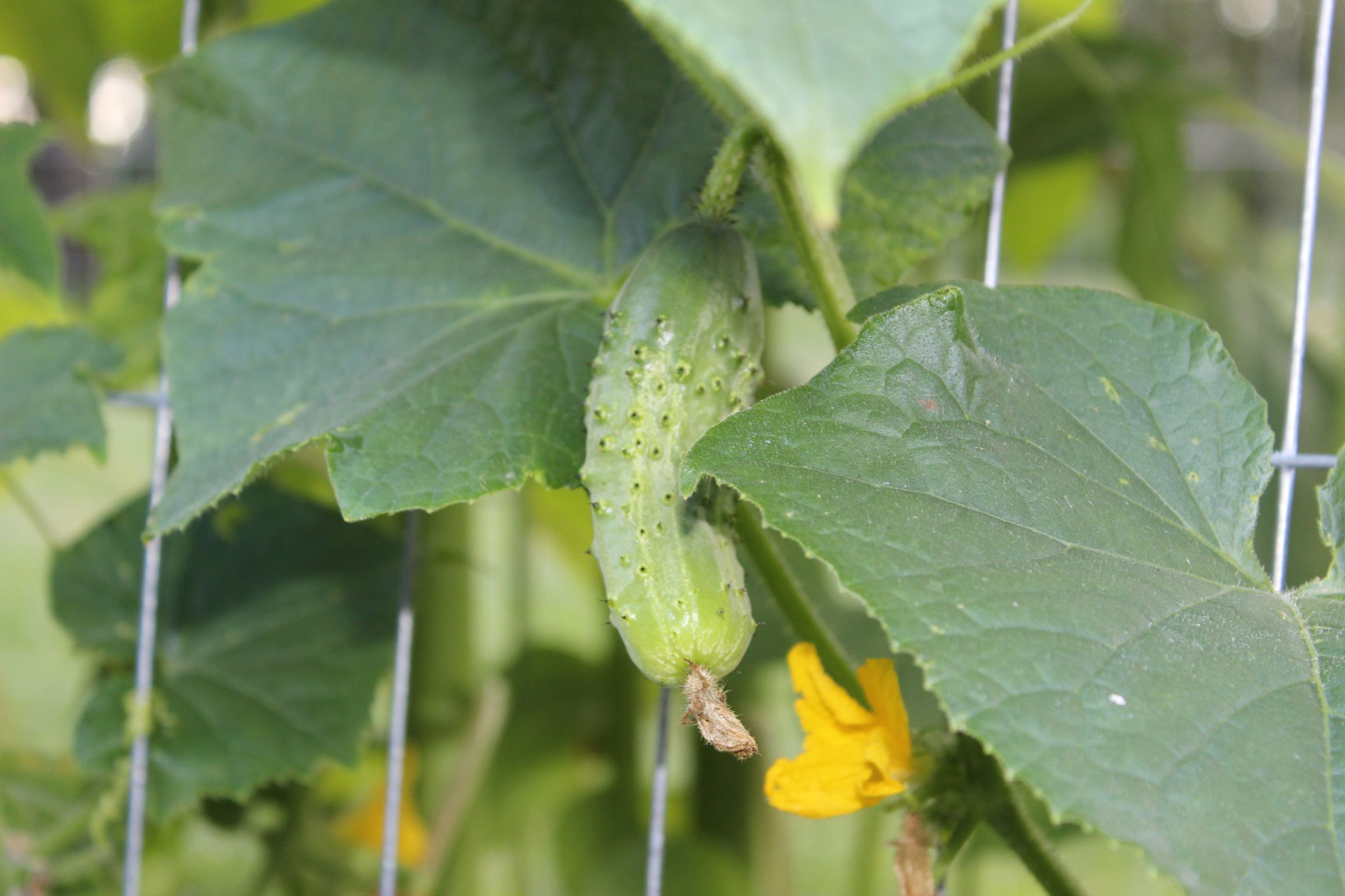 How to Preserve Cucumbers : 3 Steps (with Pictures) - Instructables