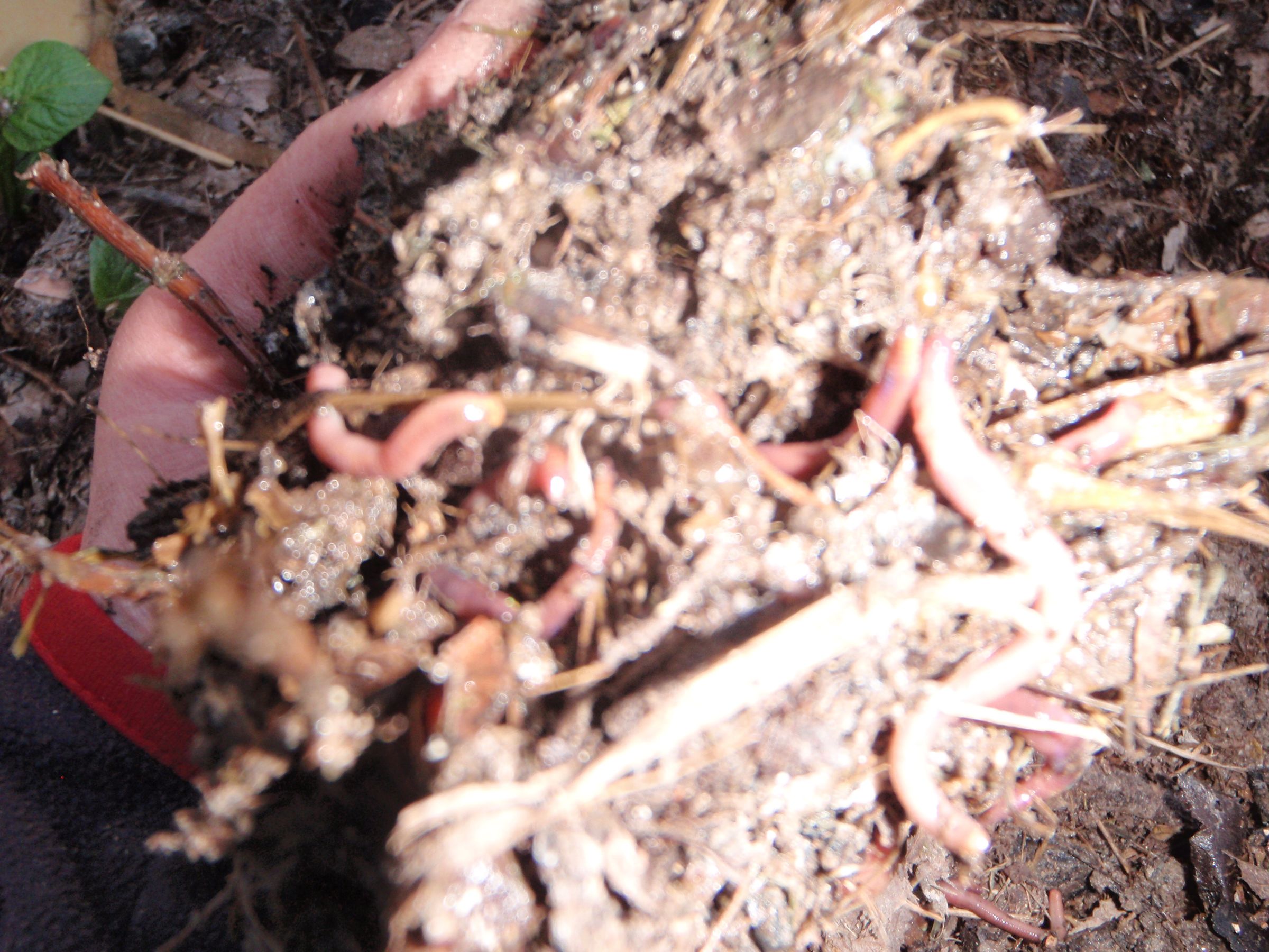 Vermiponic Garden : 12 Steps (with Pictures) - Instructables