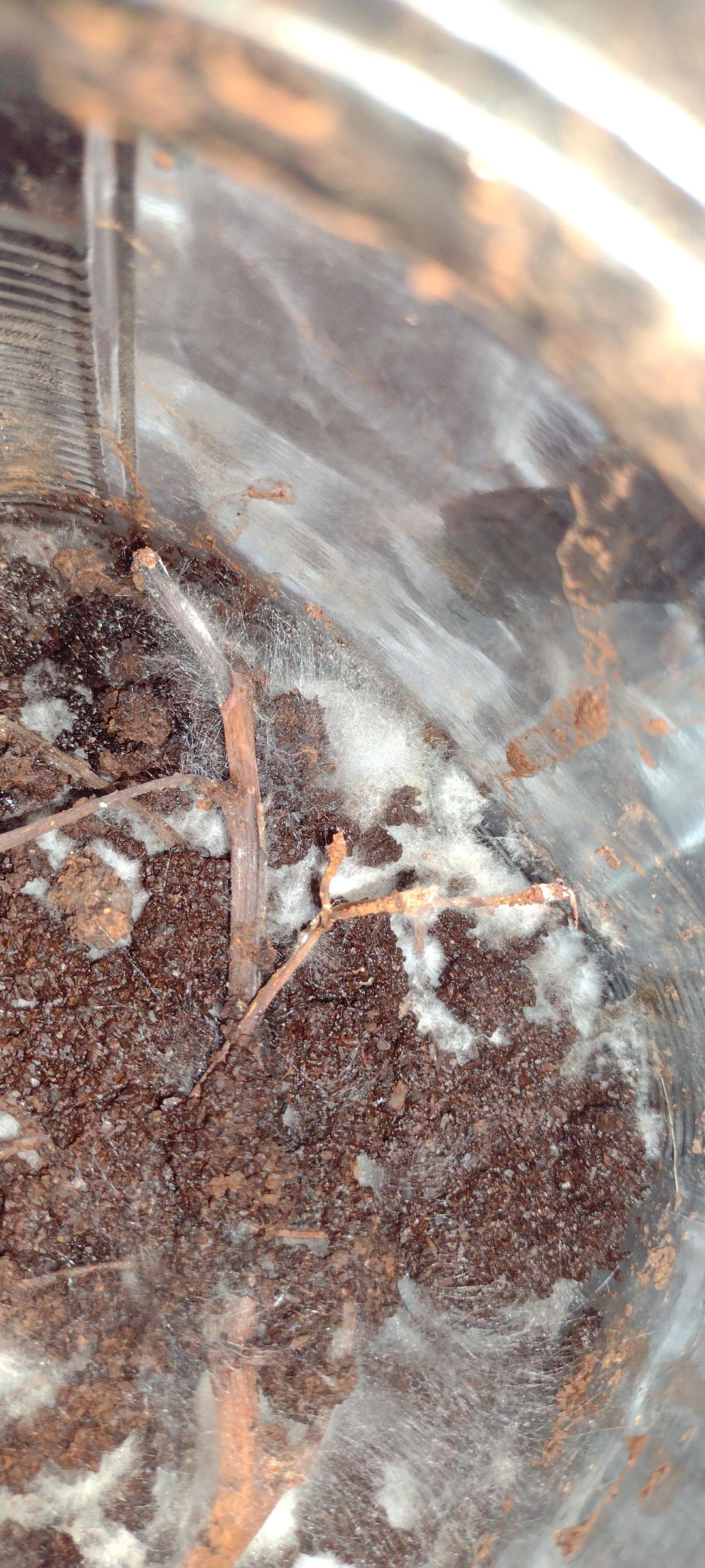 Making Mycelium : 5 Steps (with Pictures) - Instructables