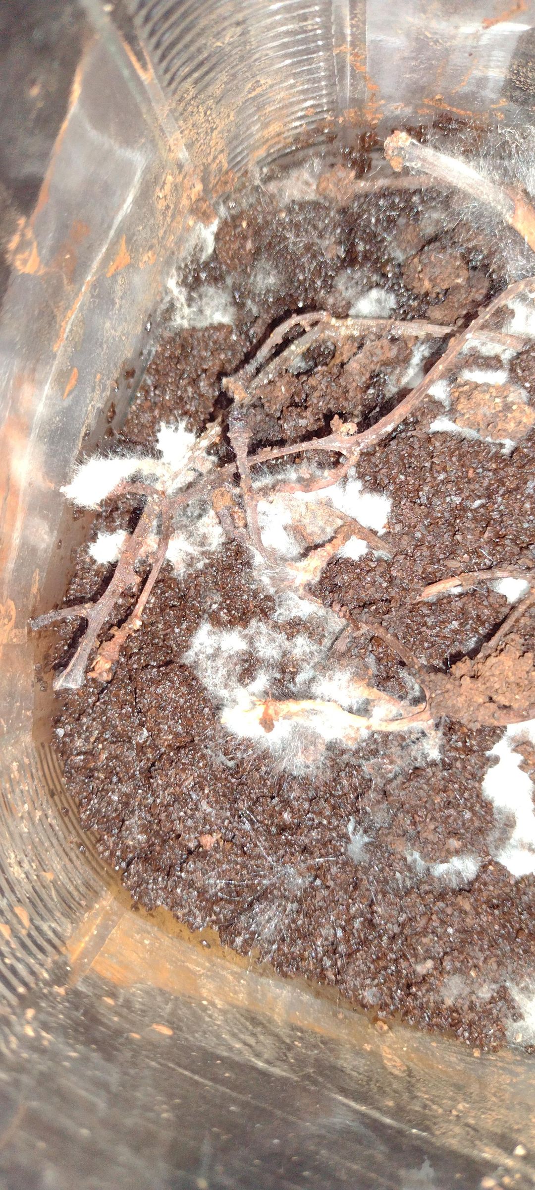 Making Mycelium : 5 Steps (with Pictures) - Instructables