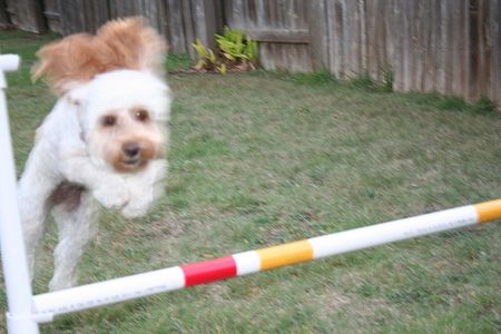 DIY Dog Agility A-Frame : 7 Steps (with Pictures) - Instructables