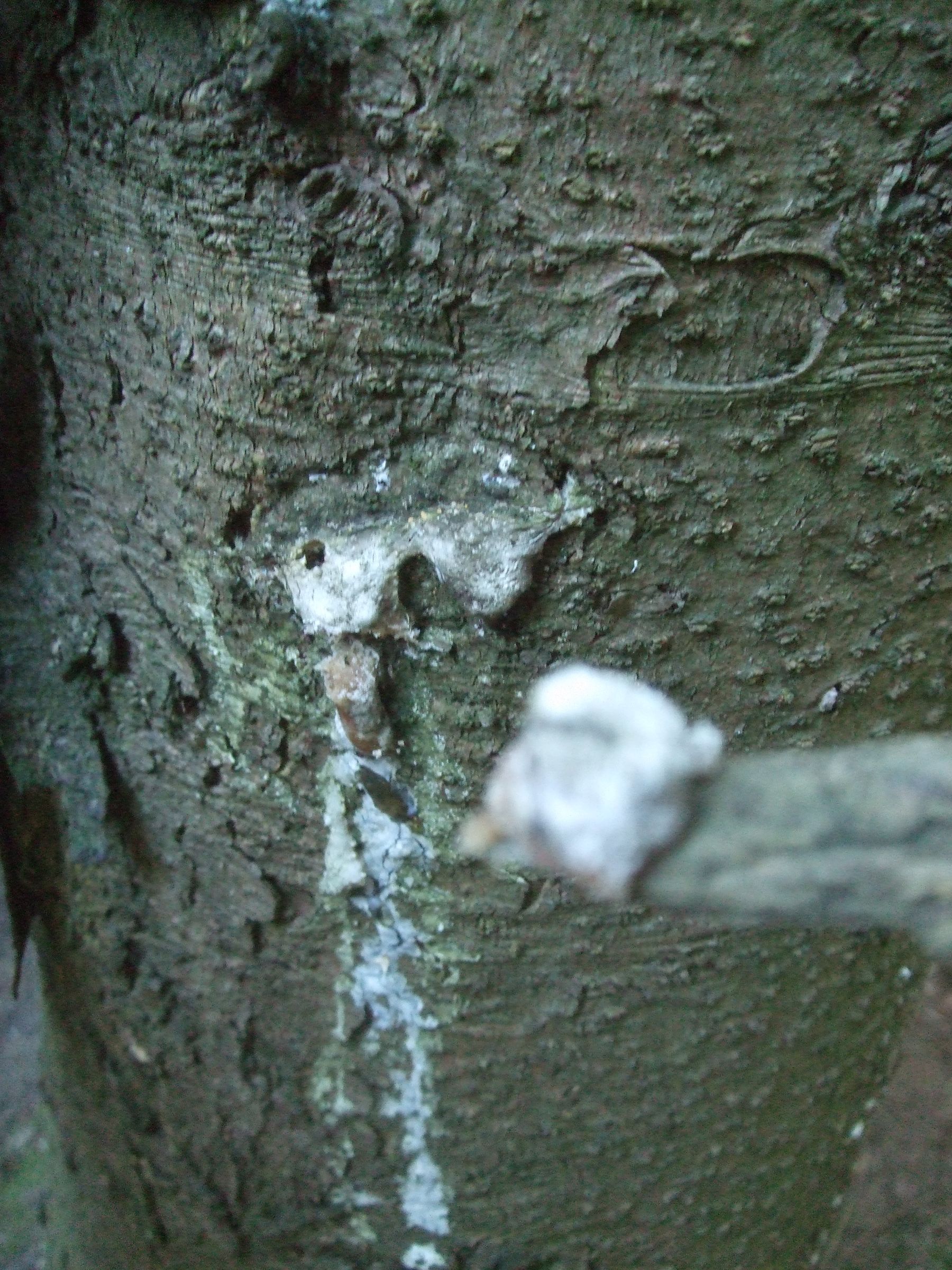 How to Resinate (clean Tree Resin) : 11 Steps - Instructables