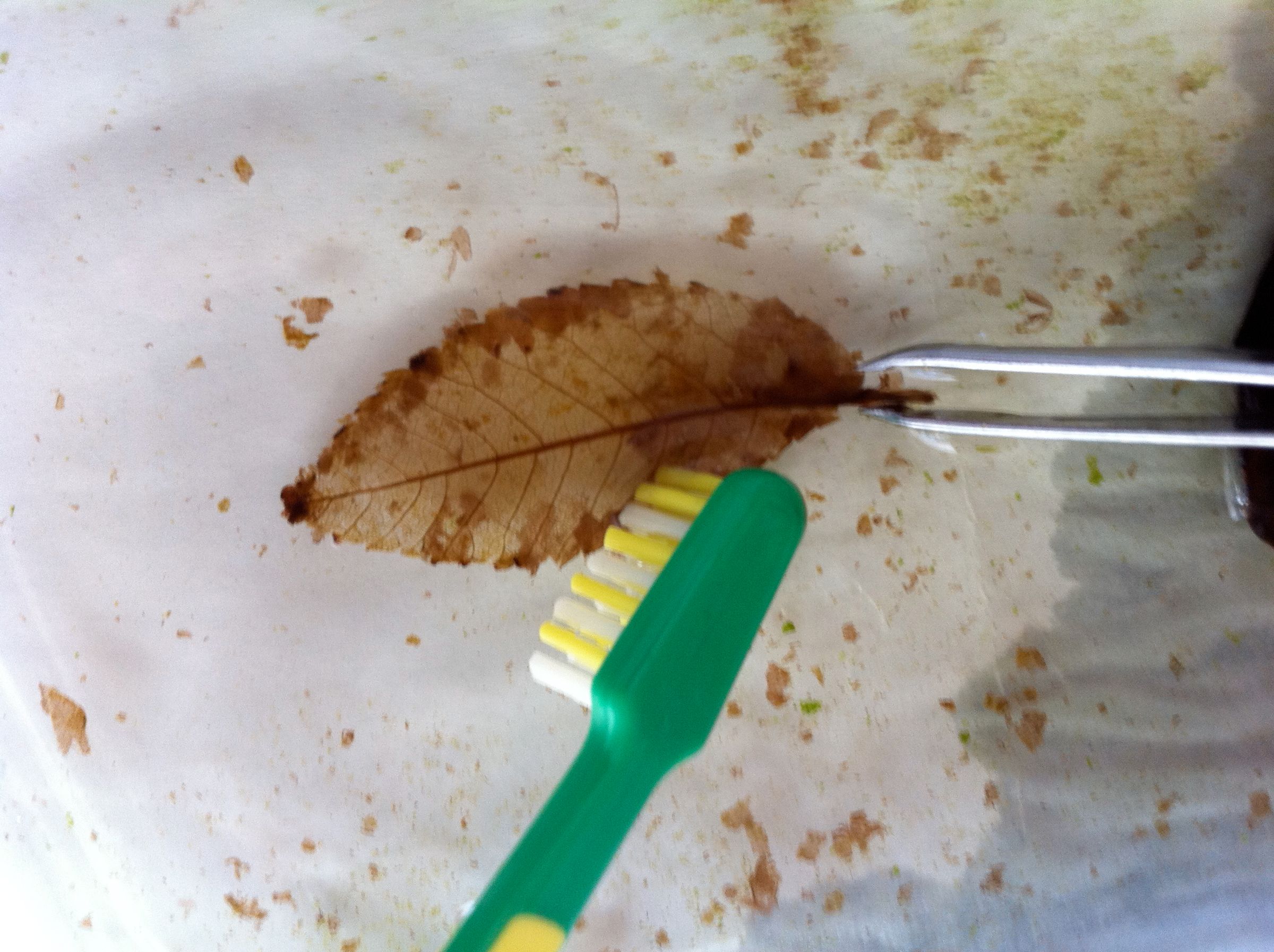 Leaf Skeletonization : 6 Steps - Instructables