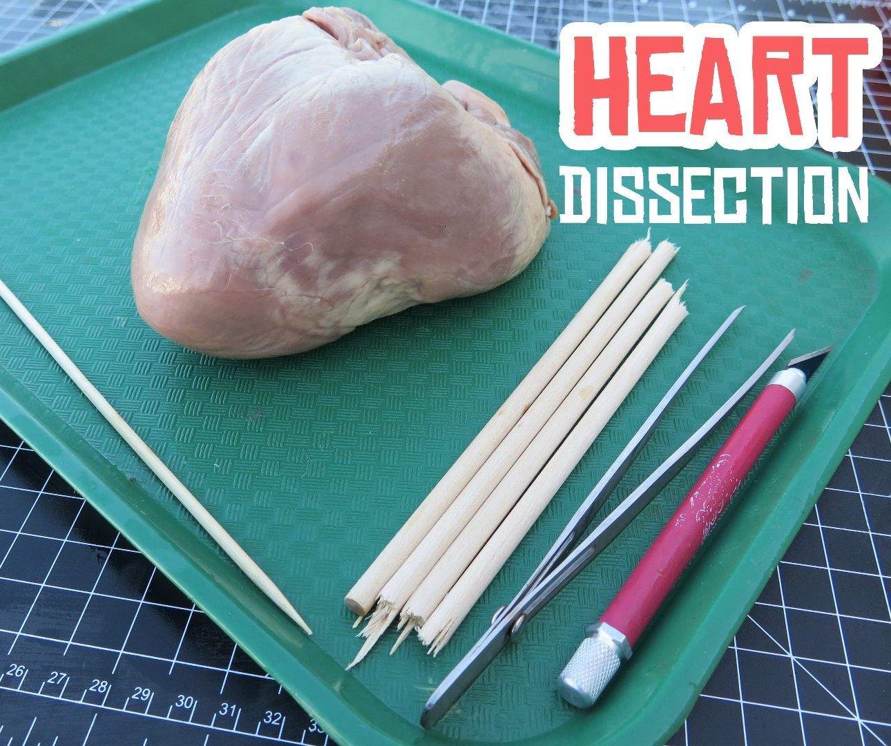 Heart Dissection 8 Steps with Pictures Instructables Heart Dissection 8 Steps with Pictures Instructables