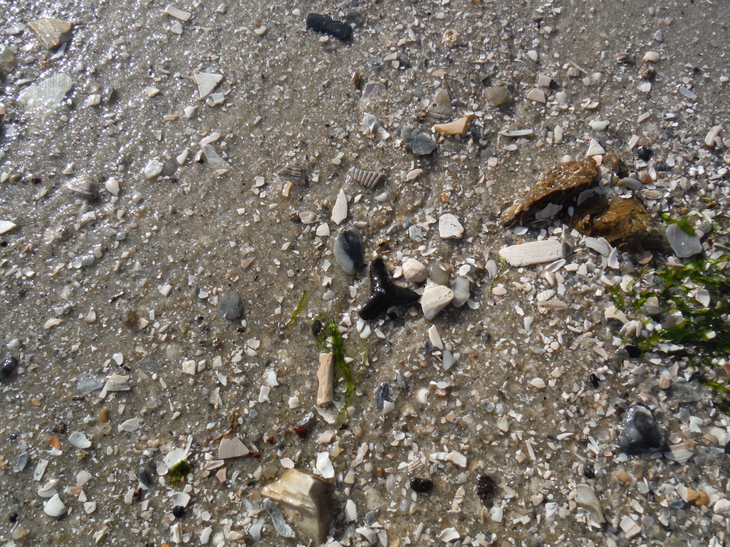 How to Find Shark Teeth : 10 Steps (with Pictures) - Instructables