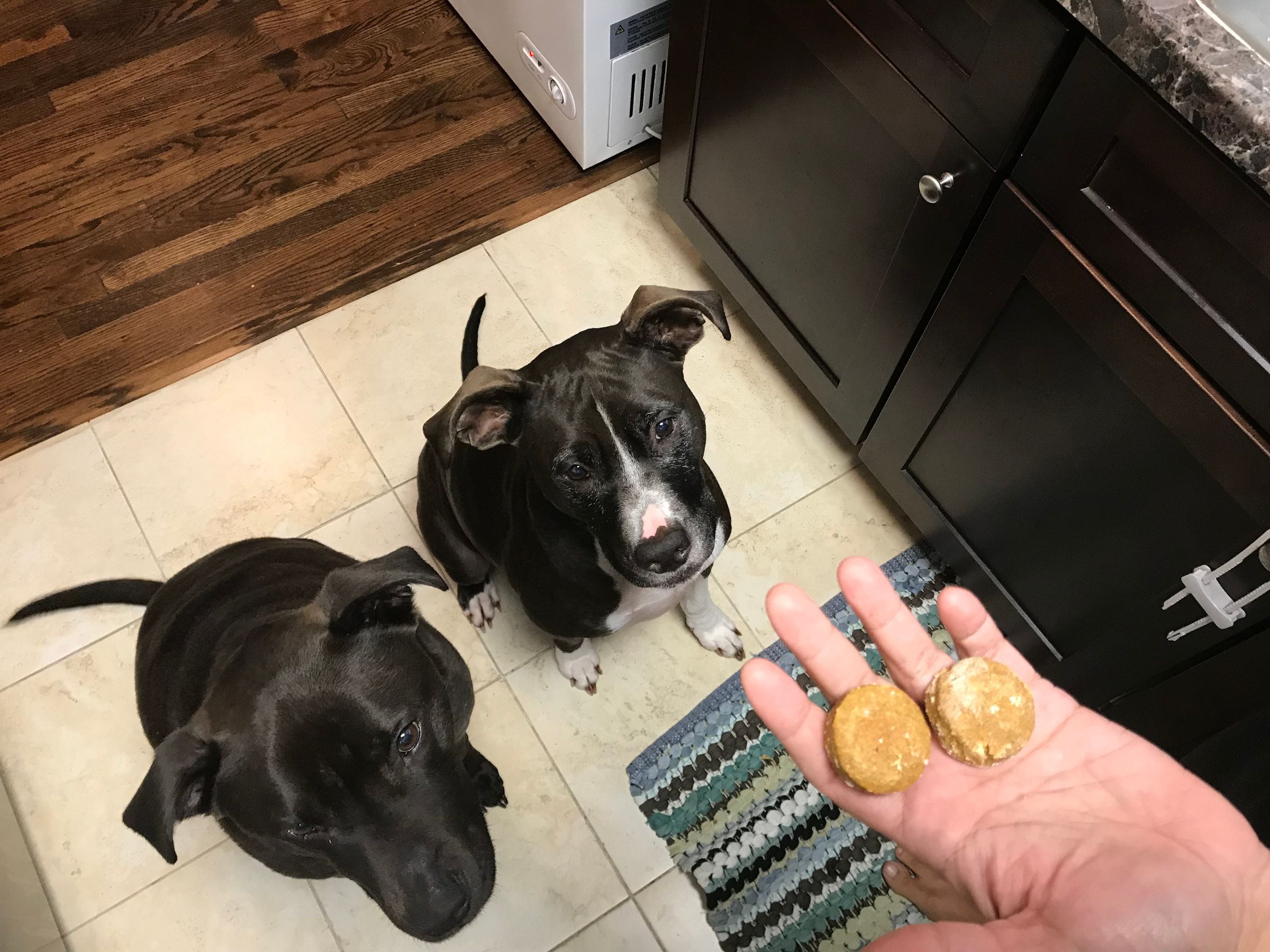 Dog Bicuits : 8 Steps (with Pictures) - Instructables