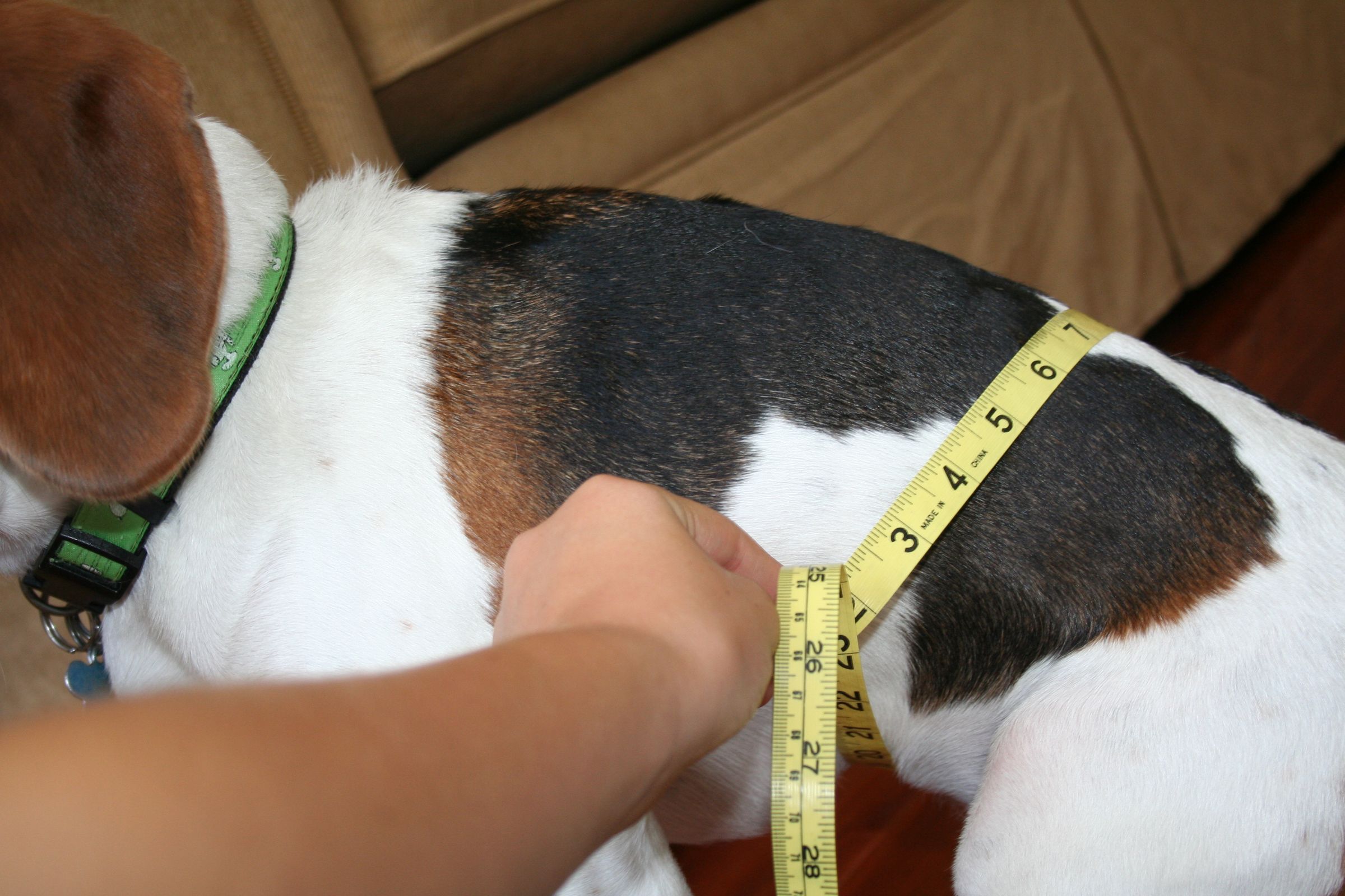 Underdog Cape for Your Dog!! : 6 Steps - Instructables