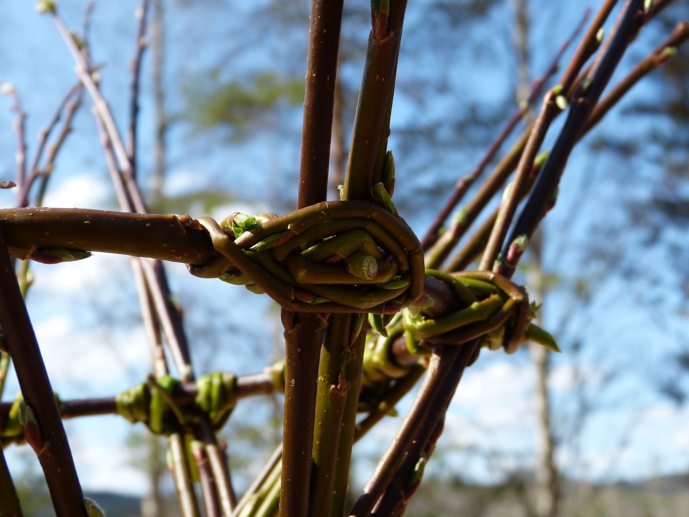 Living Willow Columns / Sculptures : 8 Steps (with Pictures ...