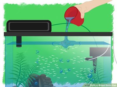 How to Breed Bettas: Betta Breeding 101 : 14 Steps (with Pictures ...