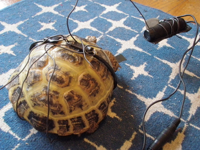 Tortoise Tracker (Analogue Version) : 5 Steps (with Pictures ...