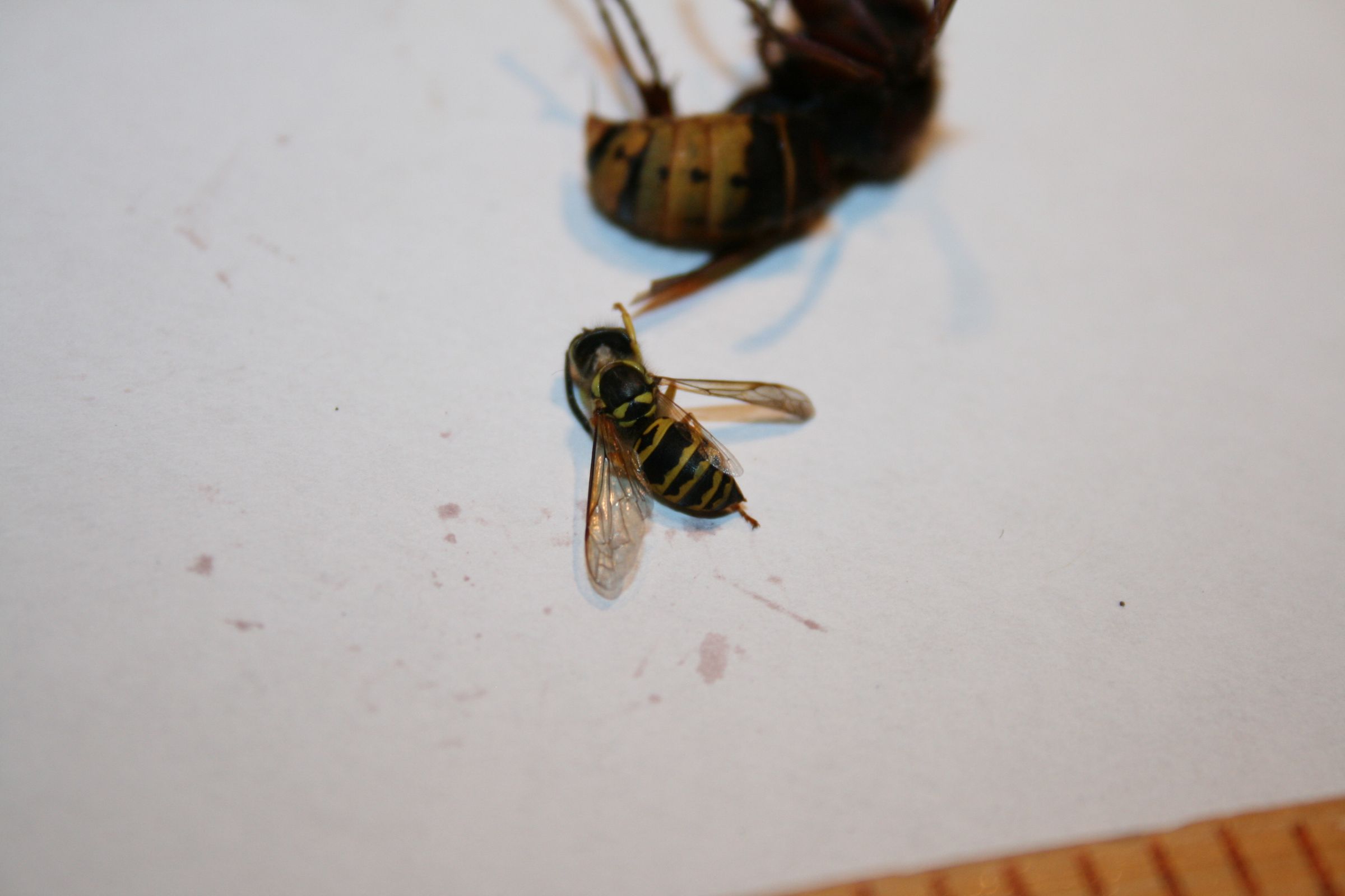 DIY Yellow Jacket Bottle Trap : 8 Steps (with Pictures) - Instructables