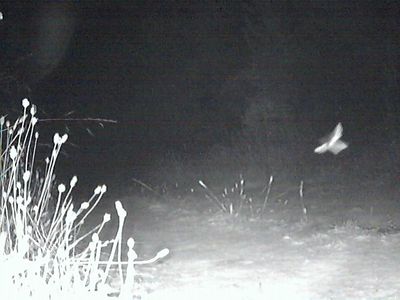Arduino Wildlife Night Camera : 4 Steps - Instructables