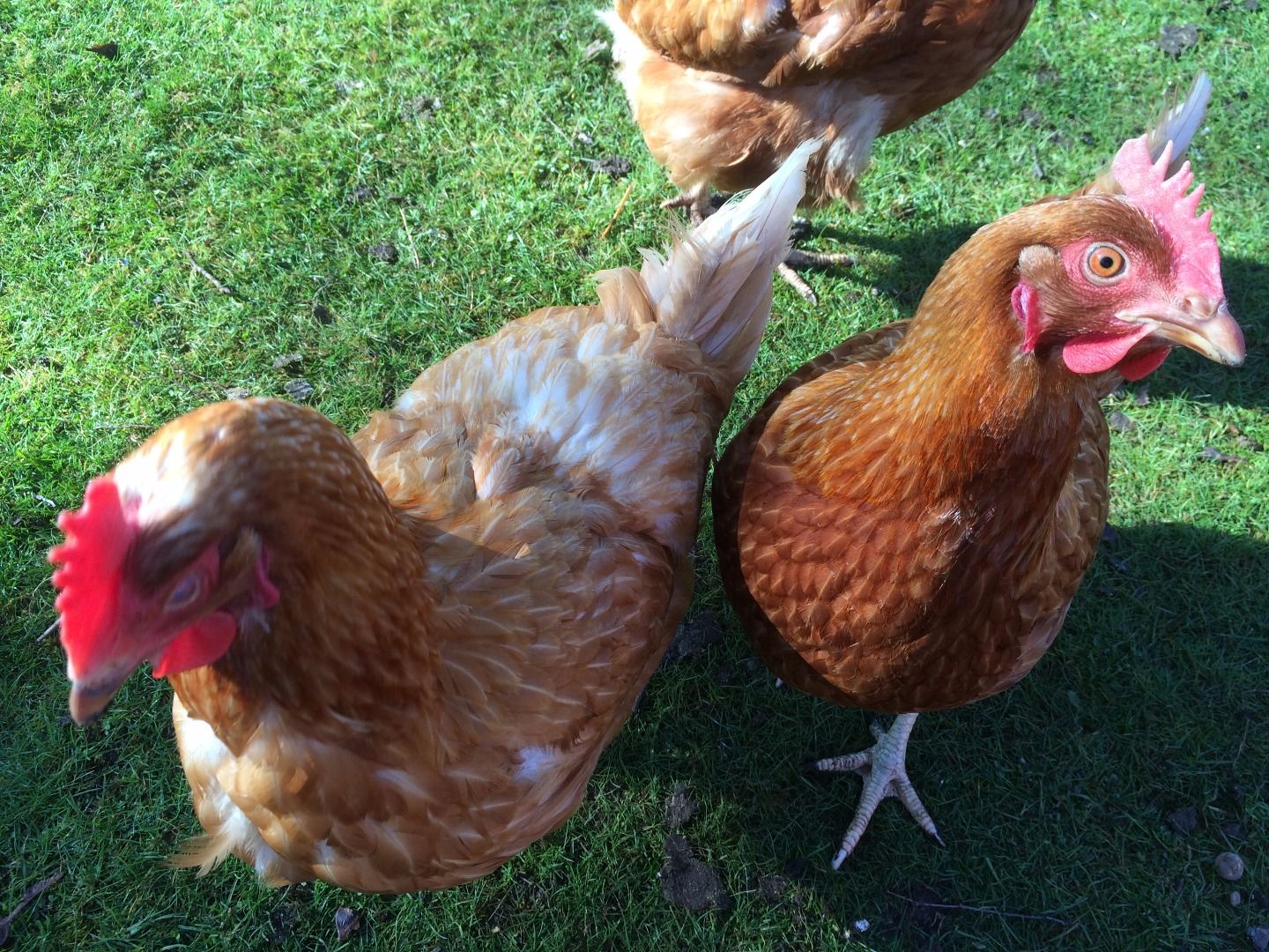 Ex-bat Chickens : 10 Steps (with Pictures) - Instructables