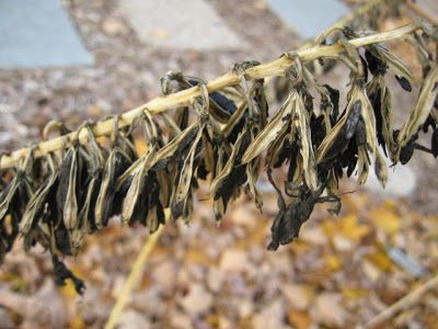 Collecting Hosta Seeds : 4 Steps - Instructables