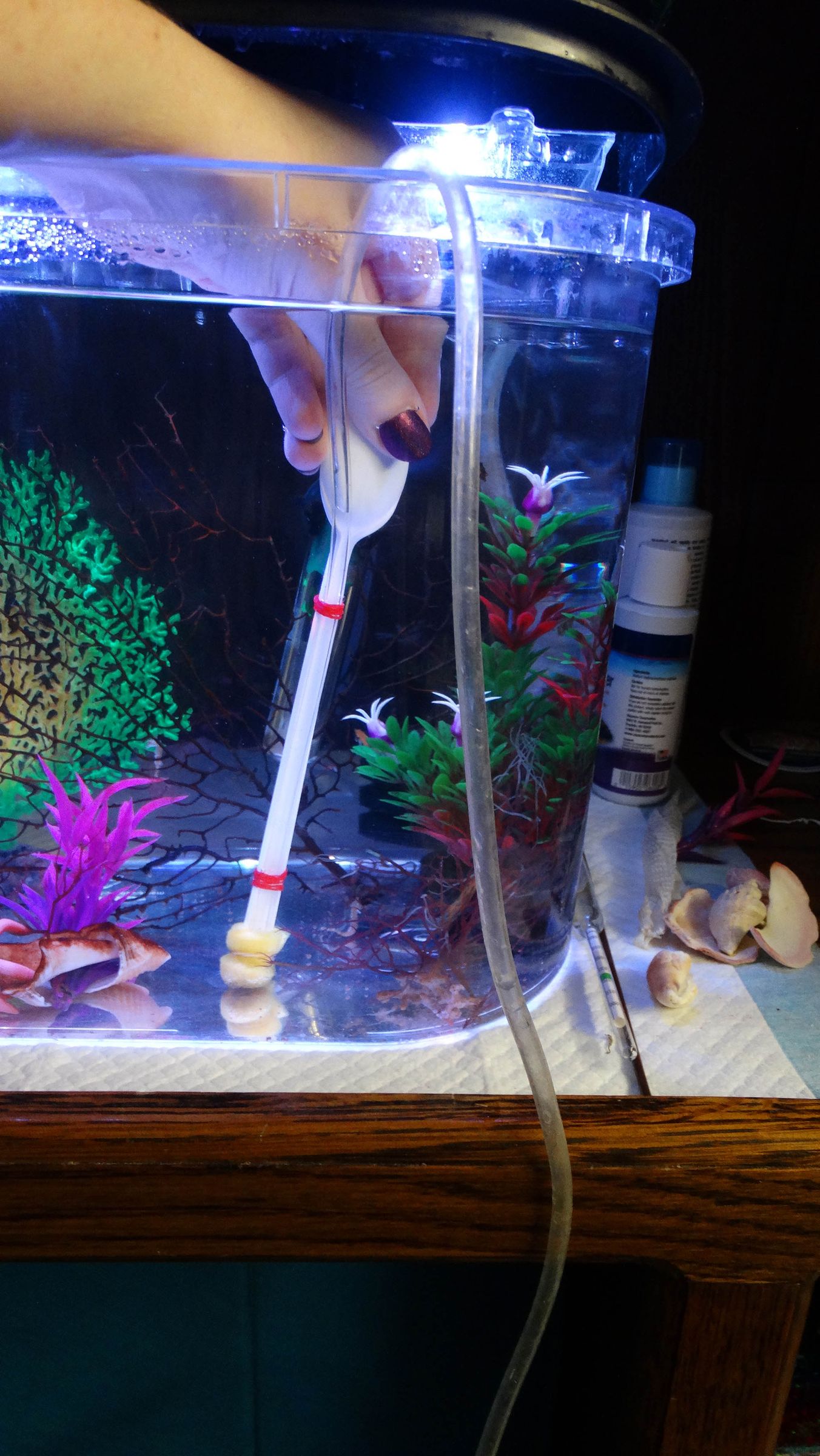 Keeping Dwarf Seahorses : 14 Steps (with Pictures) - Instructables