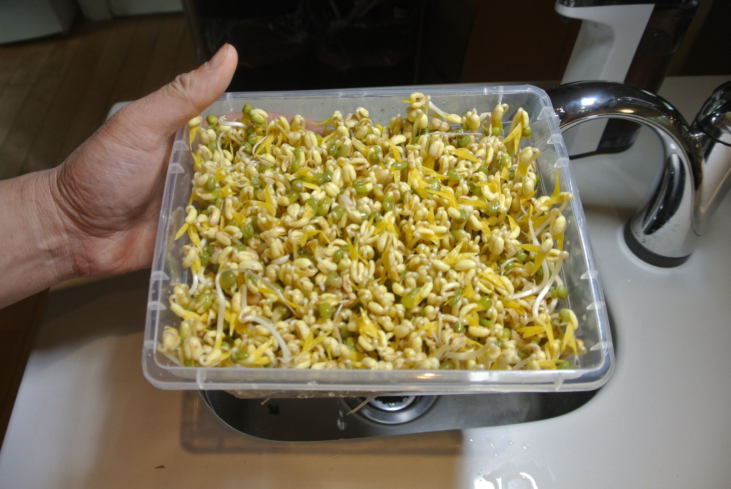 Growing Bean Sprouts : 7 Steps (with Pictures) - Instructables