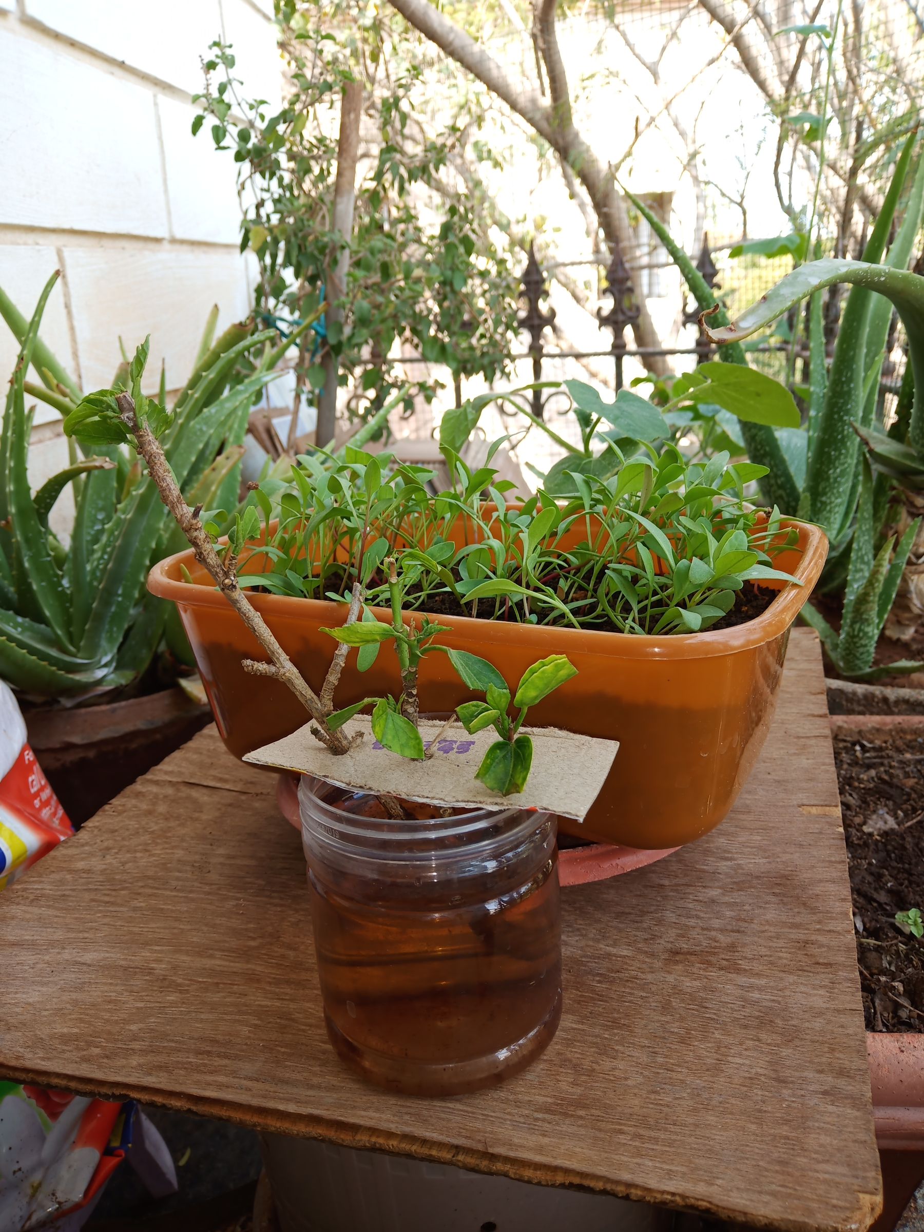 Steps to Grow Plants From Stem Cuttings : 7 Steps (with Pictures ...