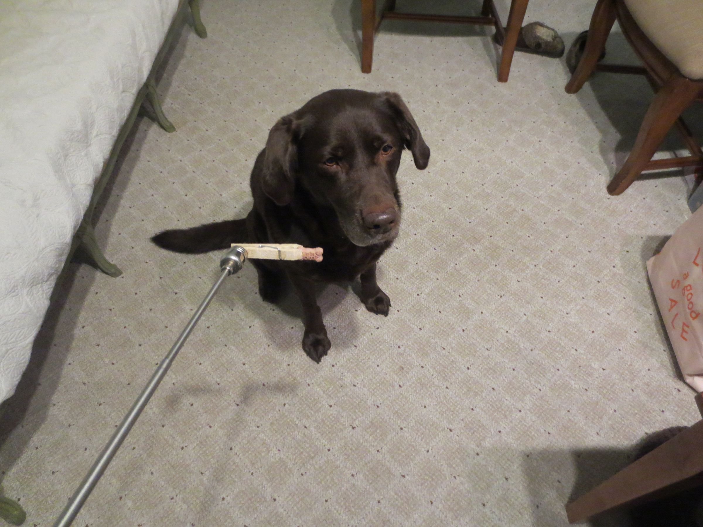 Dog Lure Stick : 5 Steps (with Pictures) - Instructables