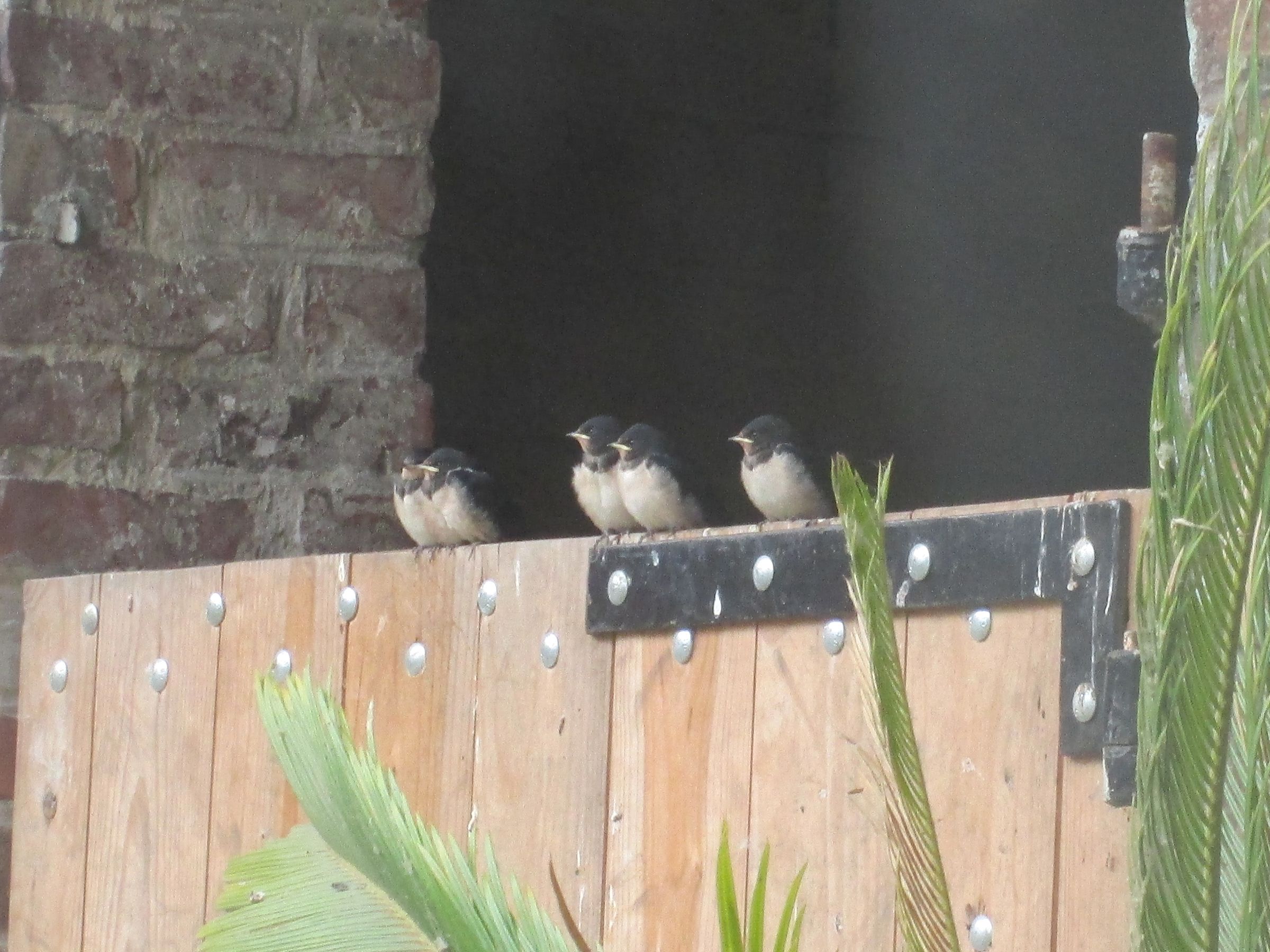 Artificial Barn Swallow Nests : 5 Steps (with Pictures) - Instructables