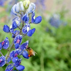 Harvest Bluebonnet Seeds : 3 Steps - Instructables