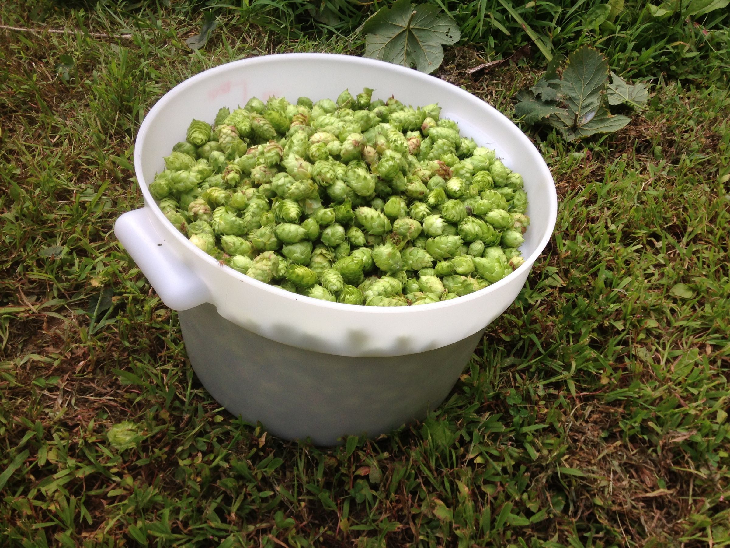 Growing Hops at Home : 9 Steps (with Pictures) - Instructables