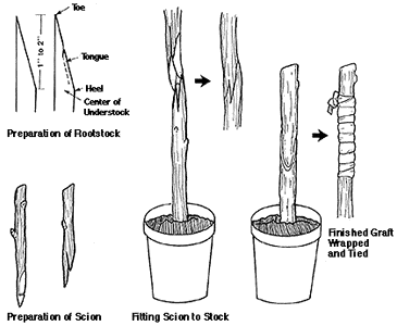 Growing Apple Trees From Seed. : 7 Steps - Instructables