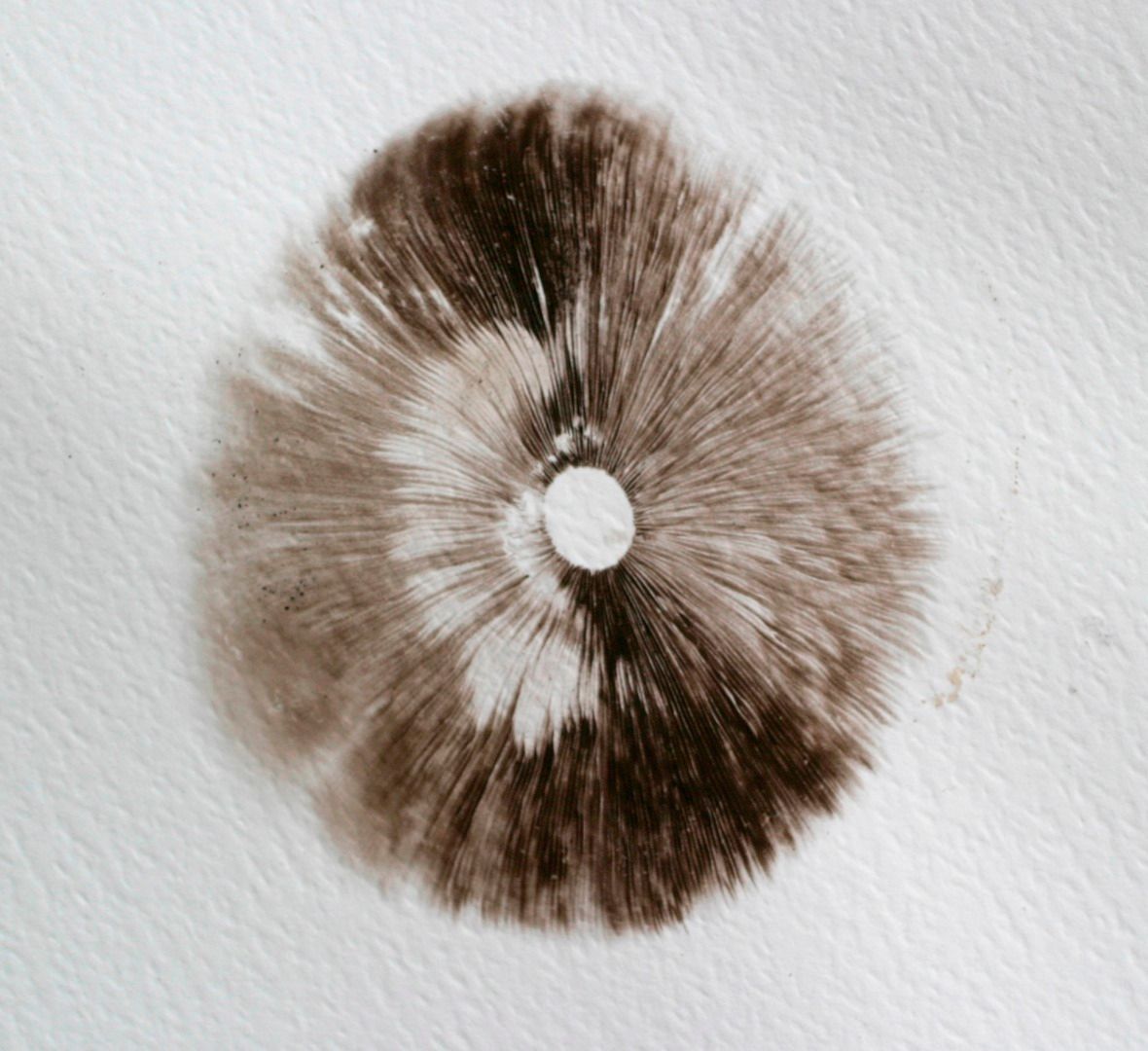 Mushroom Spore Prints : 5 Steps (with Pictures) - Instructables