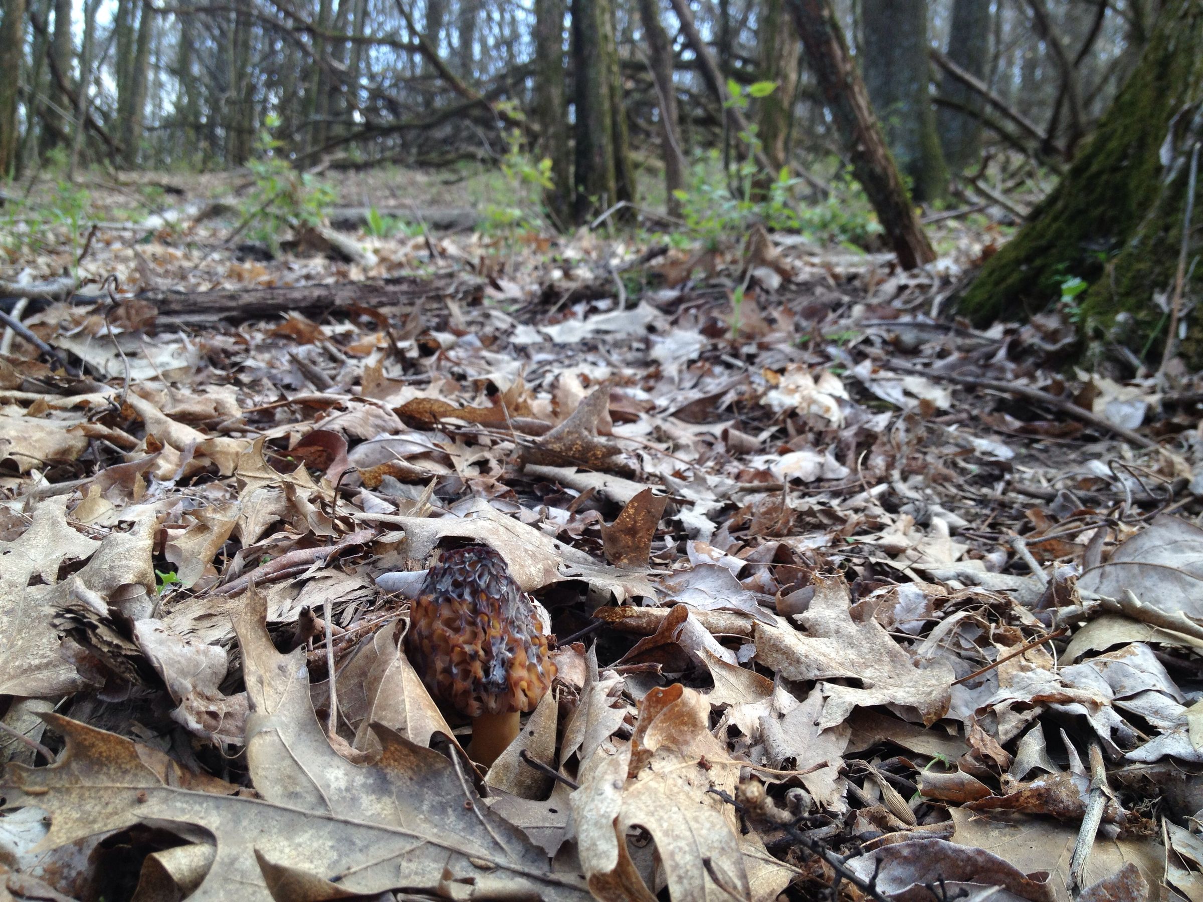 How to Spot and Identify Morel Mushrooms : 5 Steps (with Pictures ...