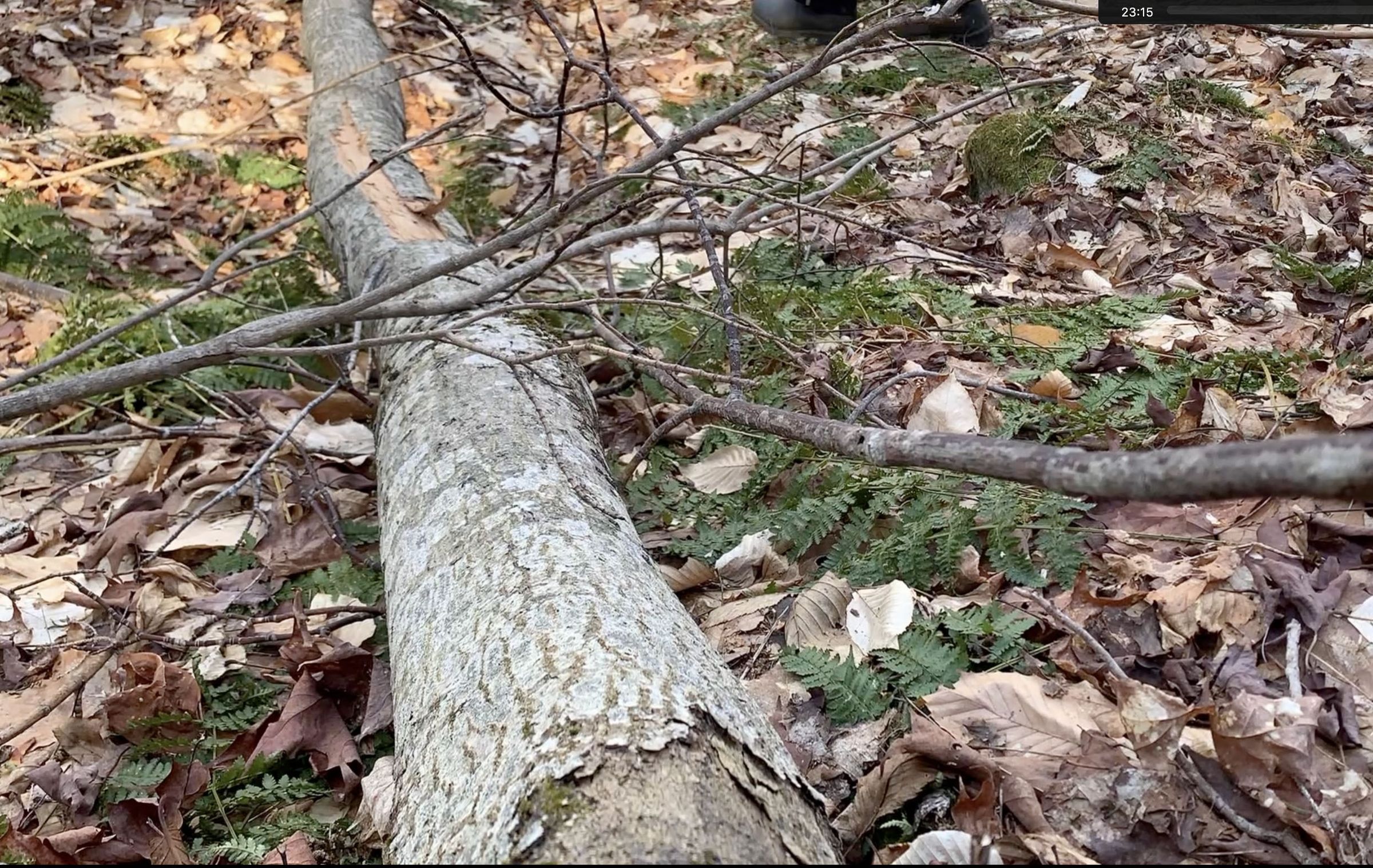 Harvesting Bark From Downed Trees for Baskets : 7 Steps (with Pictures ...