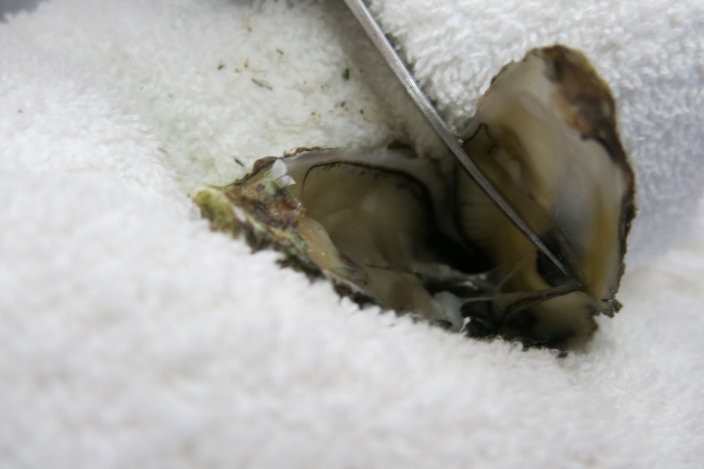 How to Open Oysters : 4 Steps (with Pictures) - Instructables