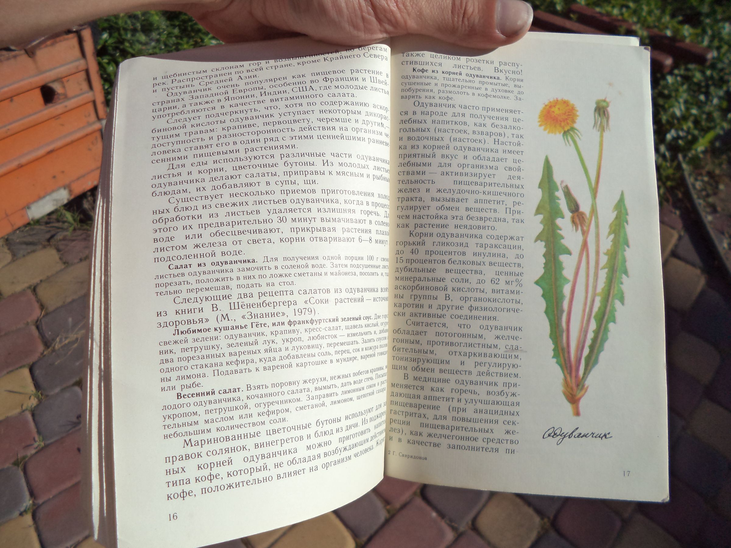 How to Eat a Dandelion : 10 Steps (with Pictures) - Instructables