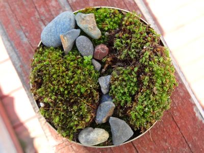 Mini Moss Garden From Backyard Materials : 4 Steps (with Pictures ...