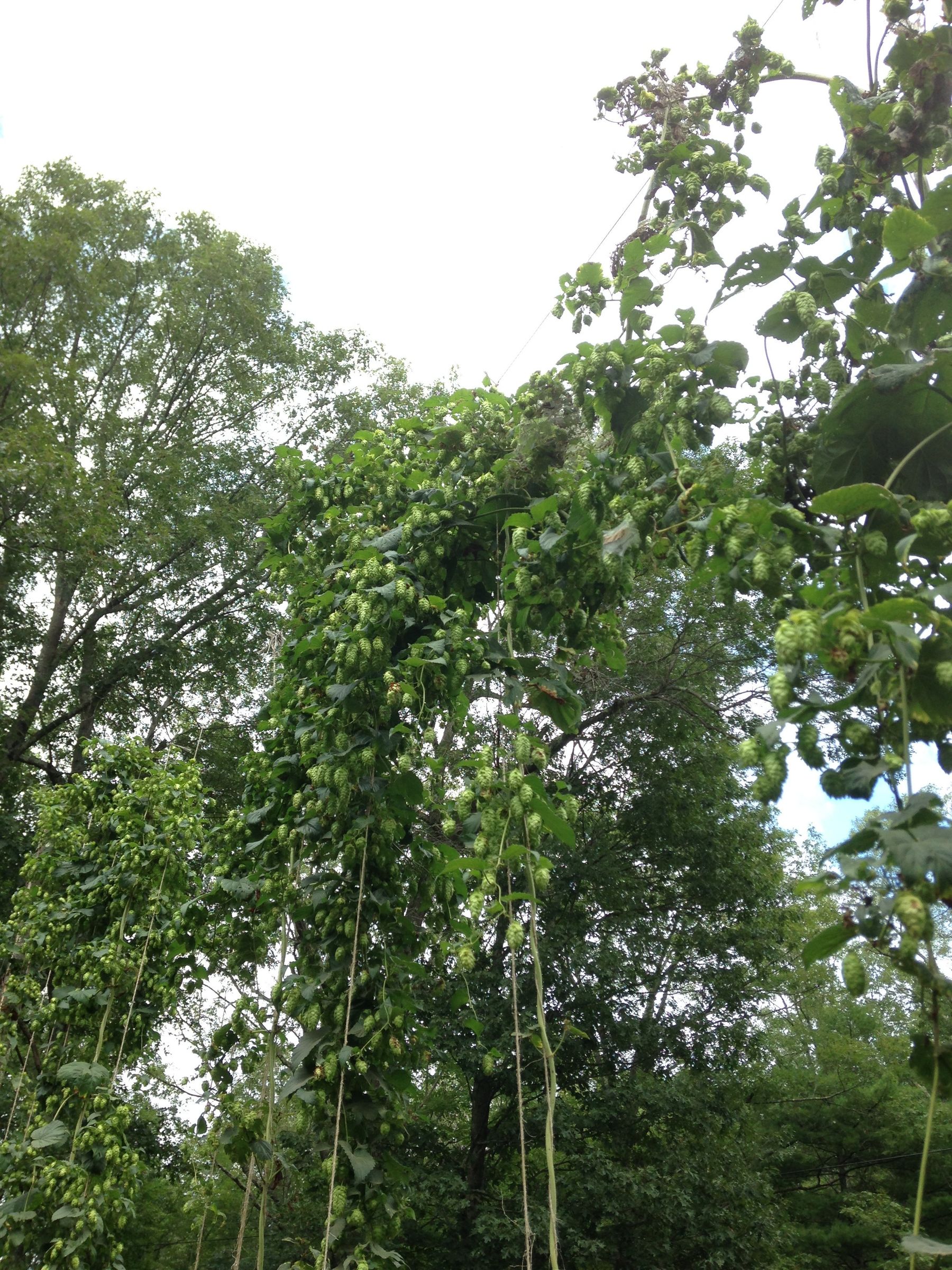 Growing Hops at Home : 9 Steps (with Pictures) - Instructables