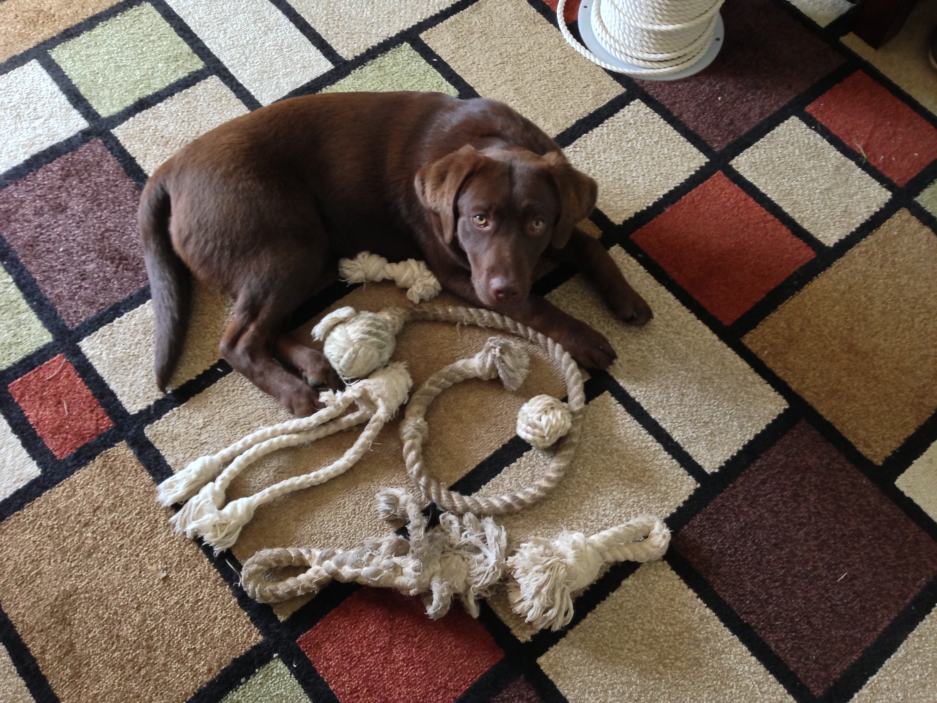 How to Make a Woven Rope Bone Dog Toy : 8 Steps (with Pictures ...