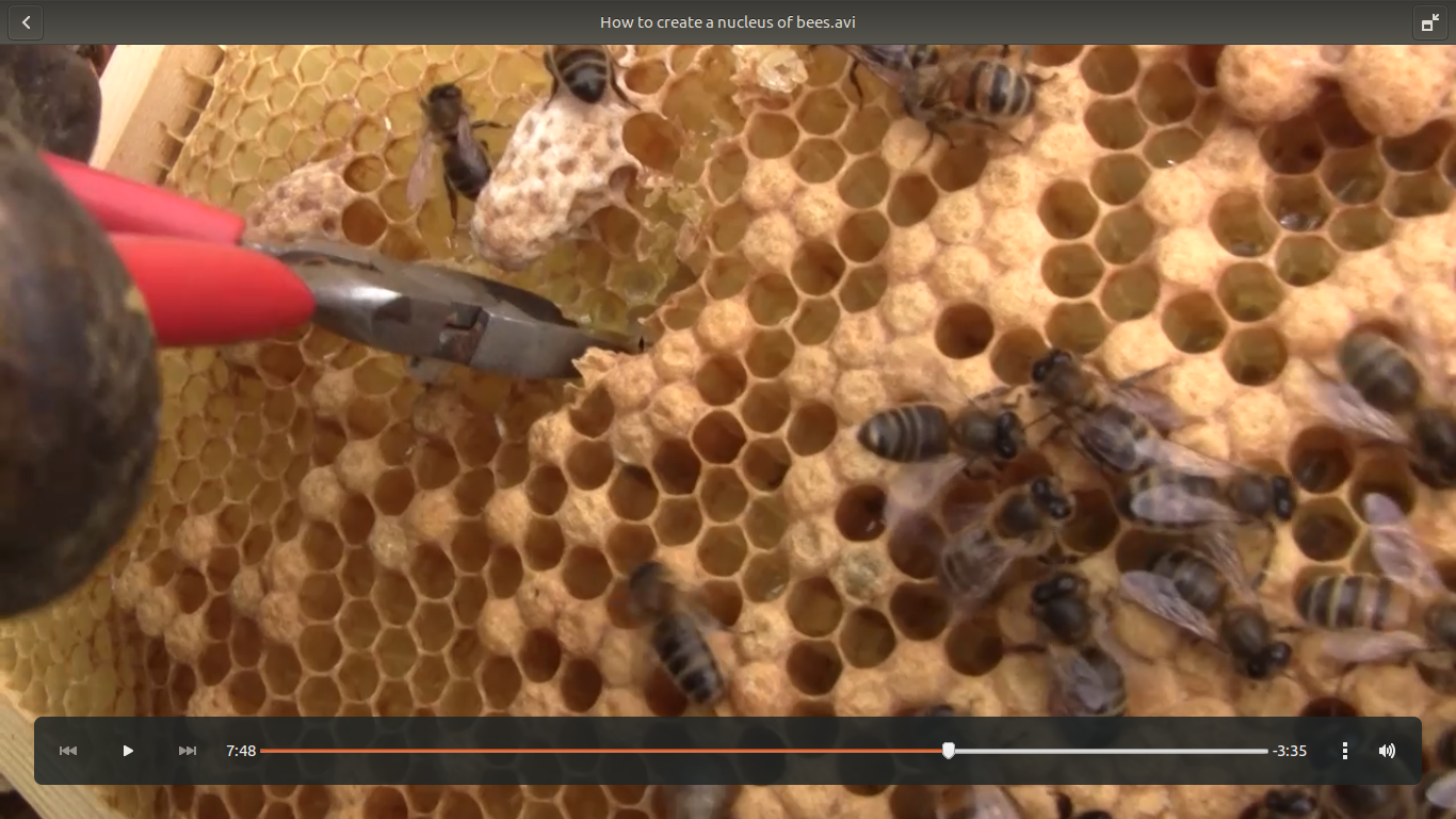 An Easy Way to Make a Nucleus of Honey Bees With Queen Cell Grafting ...