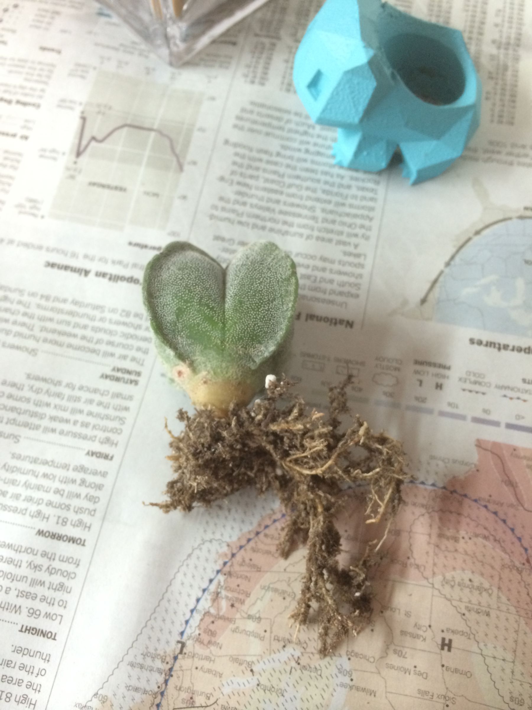 3D Printed Bulbasaur Planter : 4 Steps (with Pictures) - Instructables