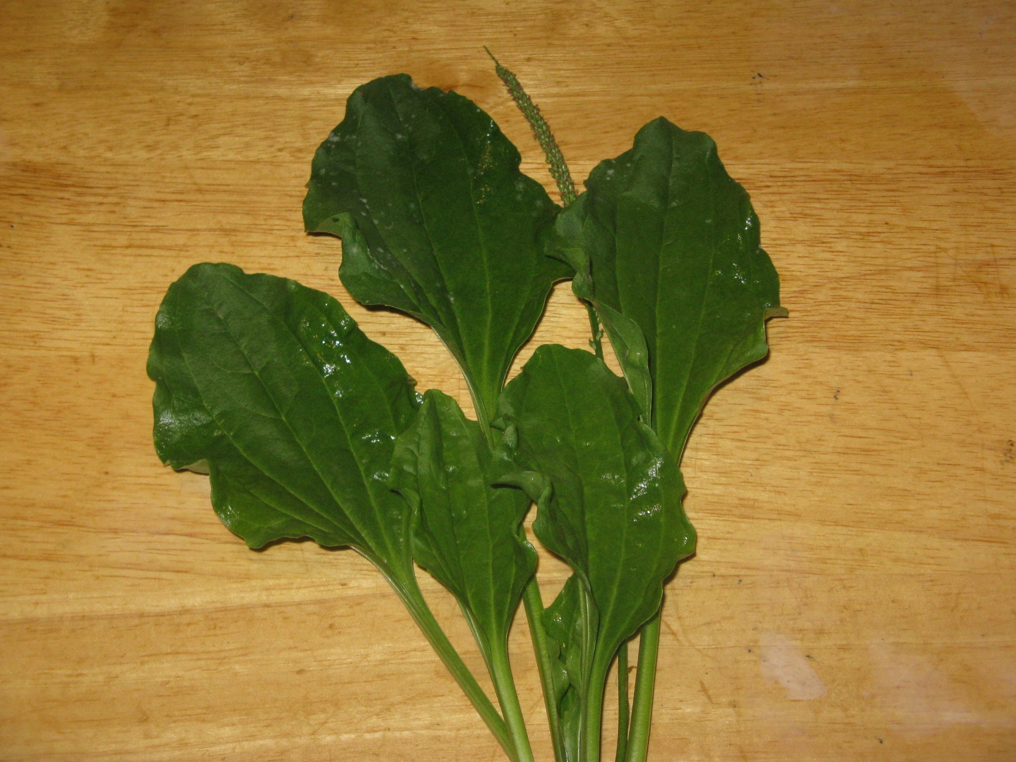 Sugar Free Rose Hip Jelly : 10 Steps (with Pictures) - Instructables