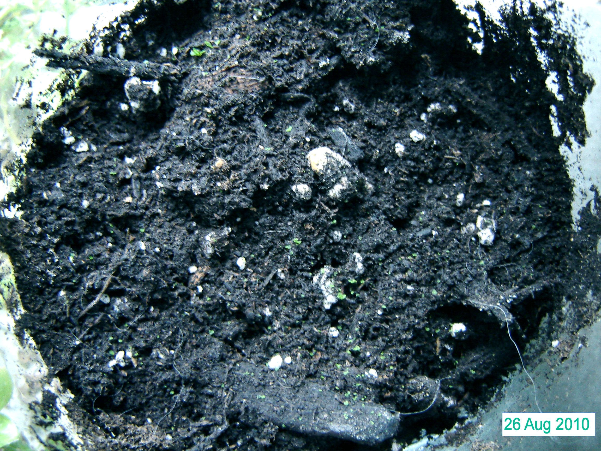 How to Grow Ferns From Spores (with Pictures) - Instructables