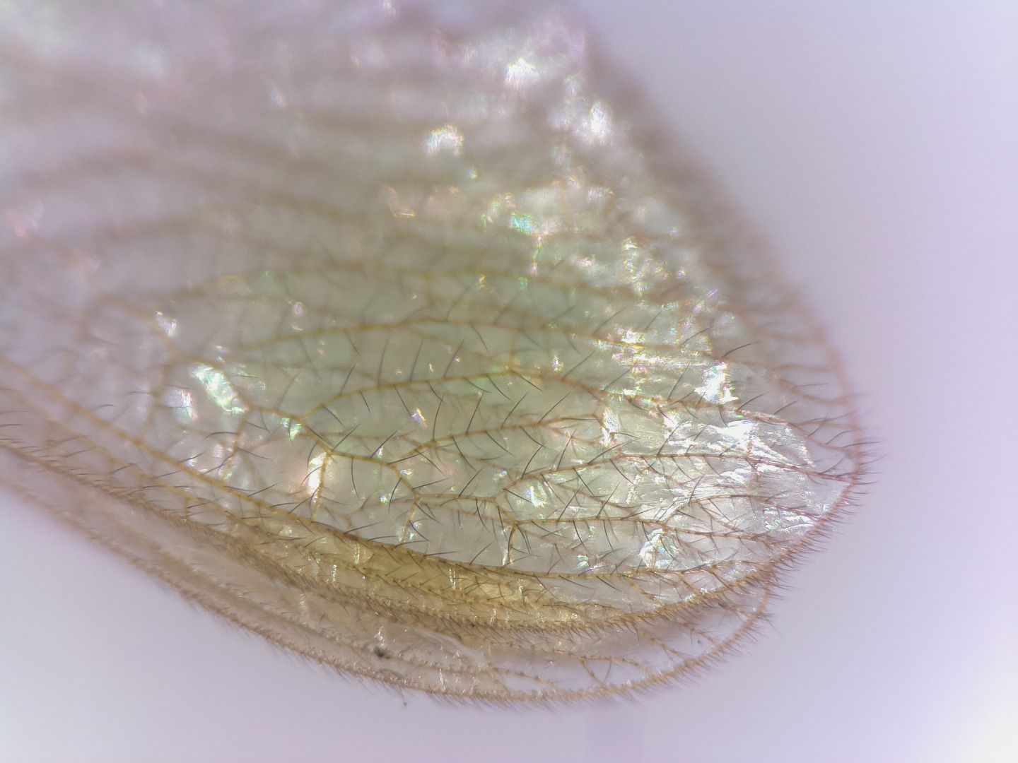 RPiScope: a Raspberry Pi Microscope, Build From Laser Cut Acrylic Parts ...