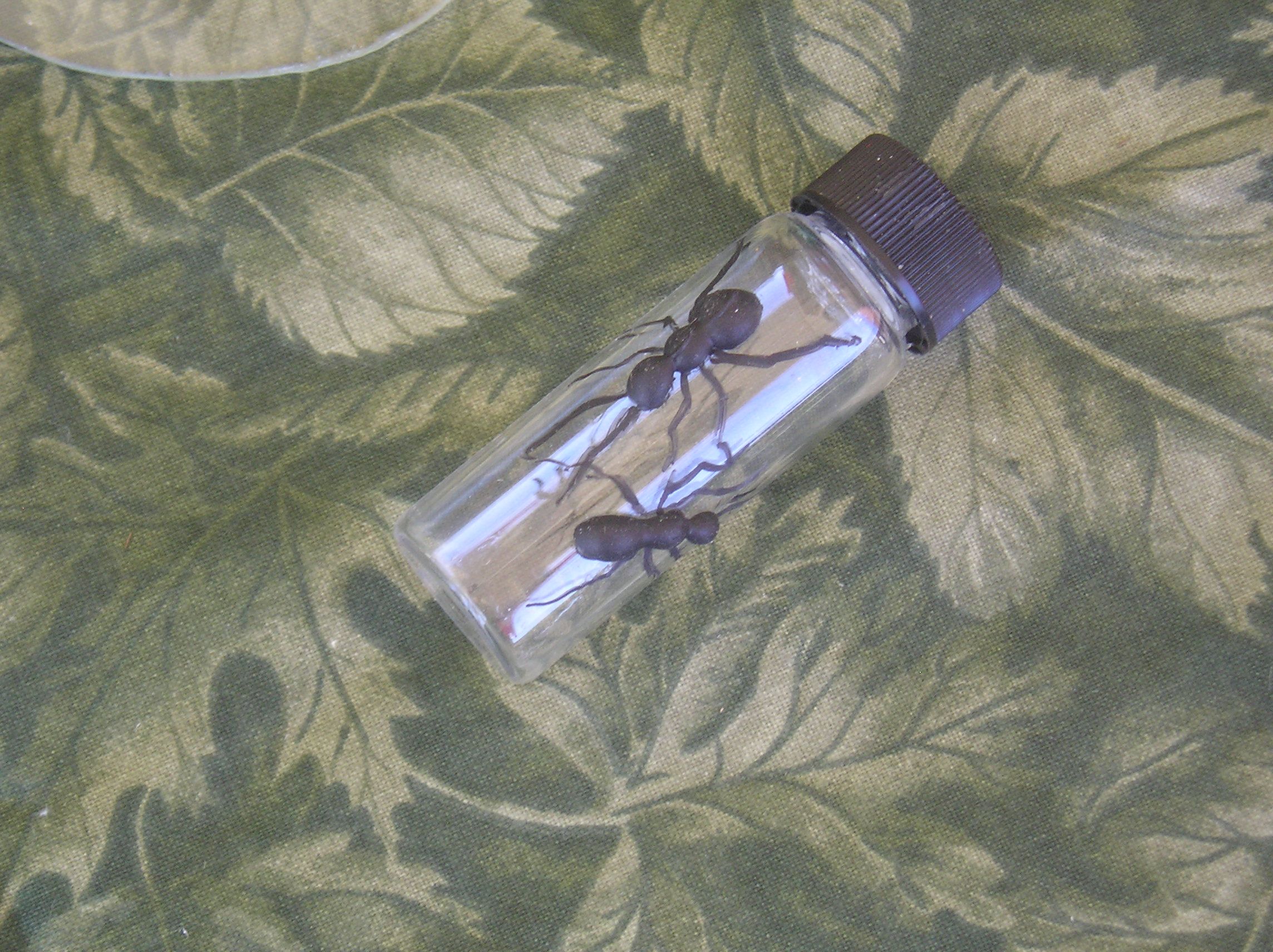 How to Make Glue Bugs : 9 Steps (with Pictures) - Instructables